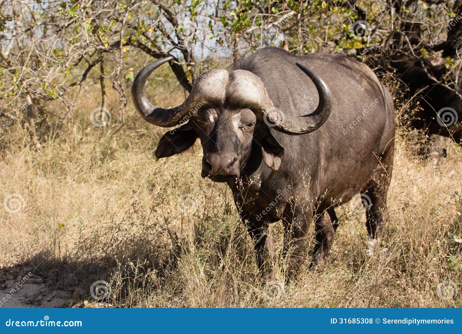 African buffalo bull stock photo. Image of heavy, ears - 31685308