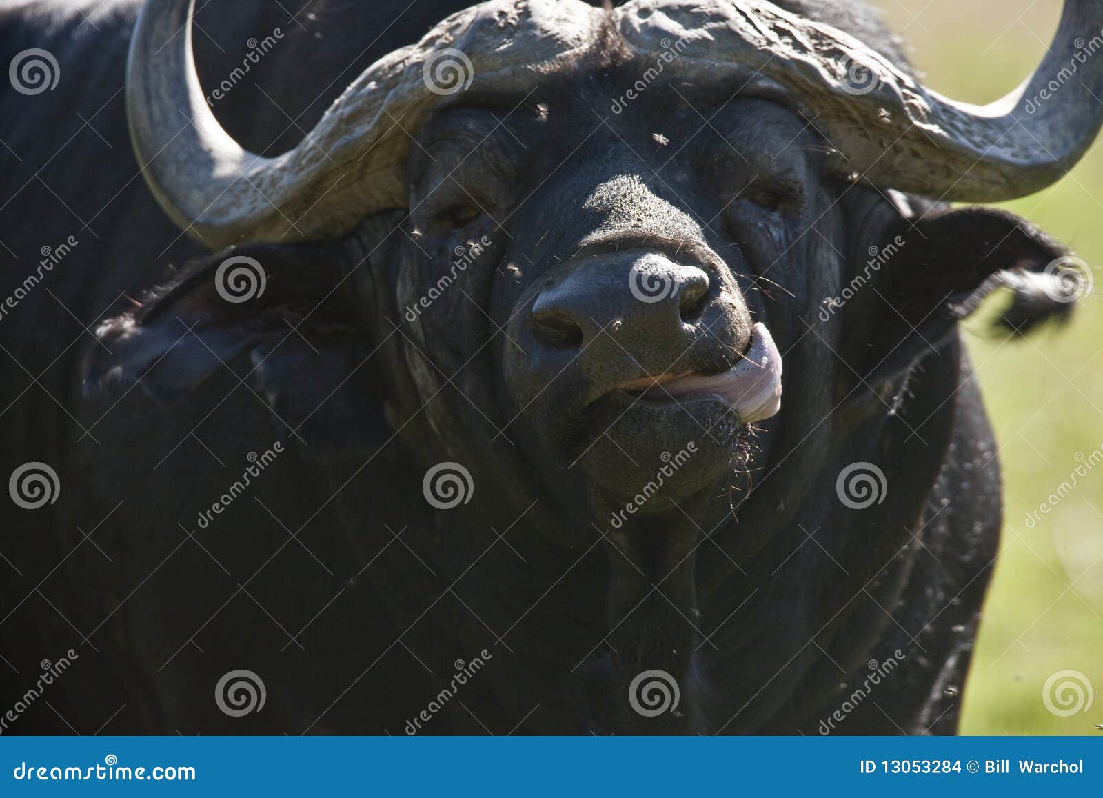 African Buffalo - Close up stock photo. Image of danger - 13053284