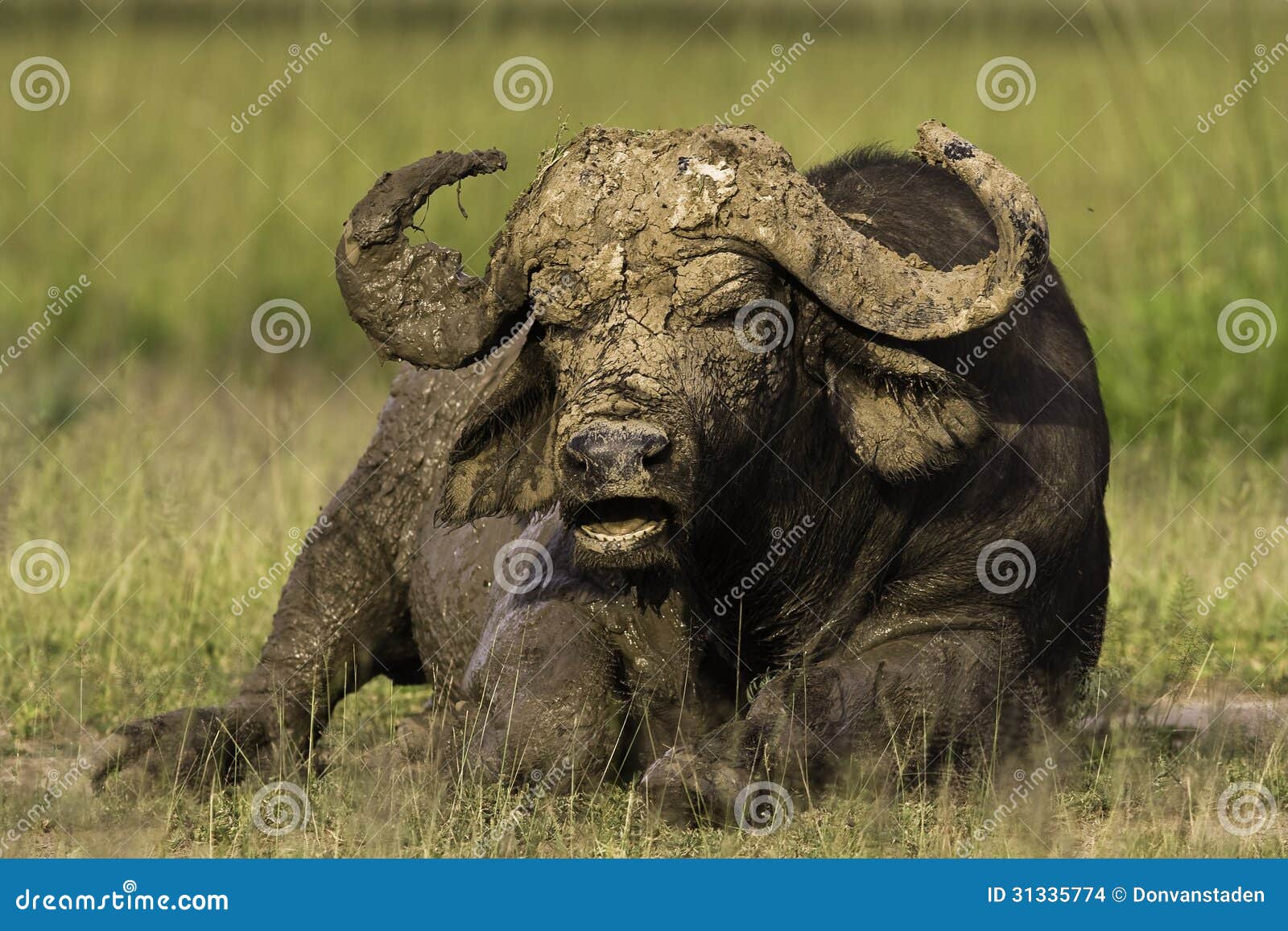 African Buffalo stock photo. Image of nature, plain, wildlife - 31335774