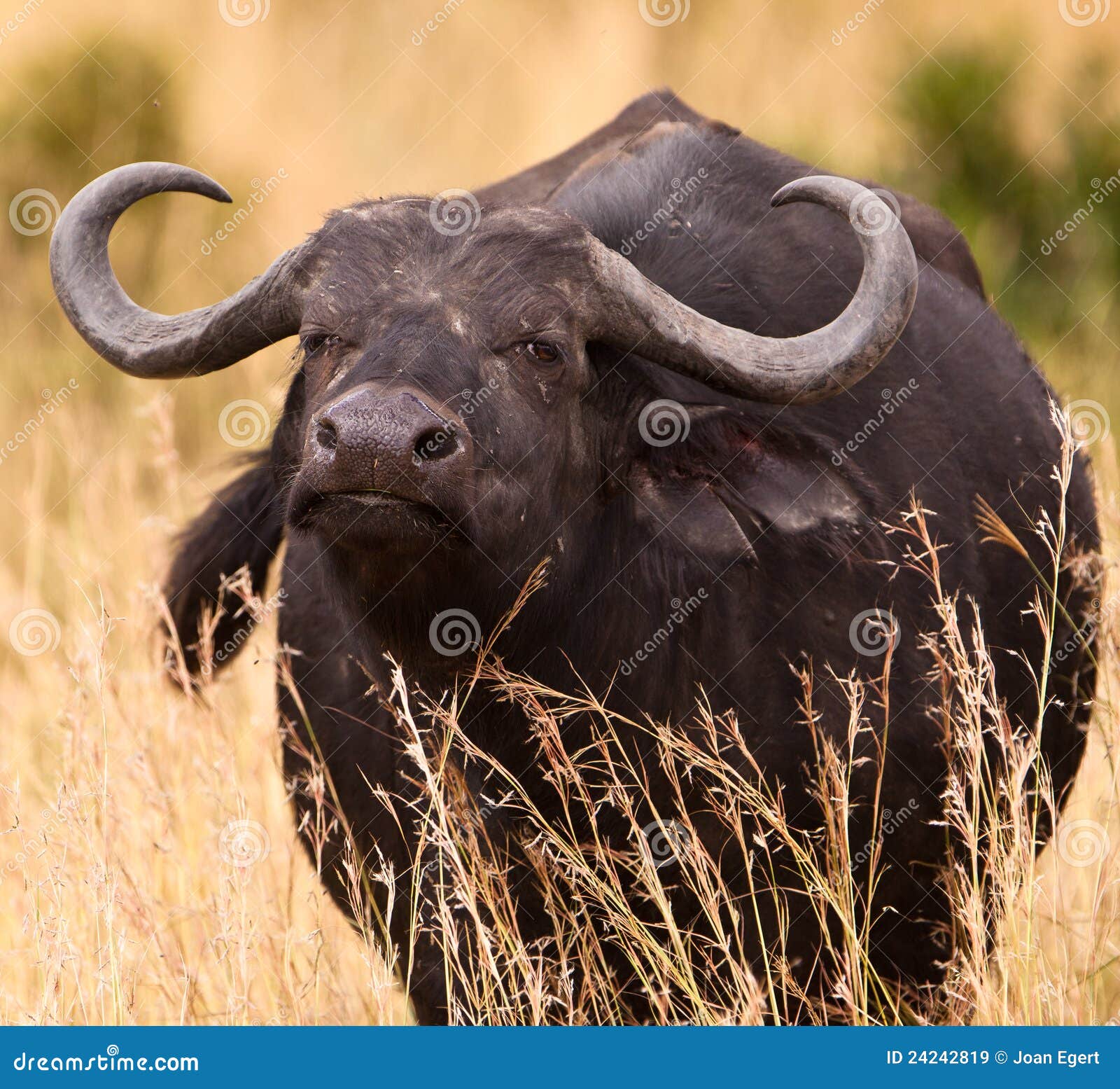 An African Buffalo: Danger Near-by Stock Image - Image of equatorial ...