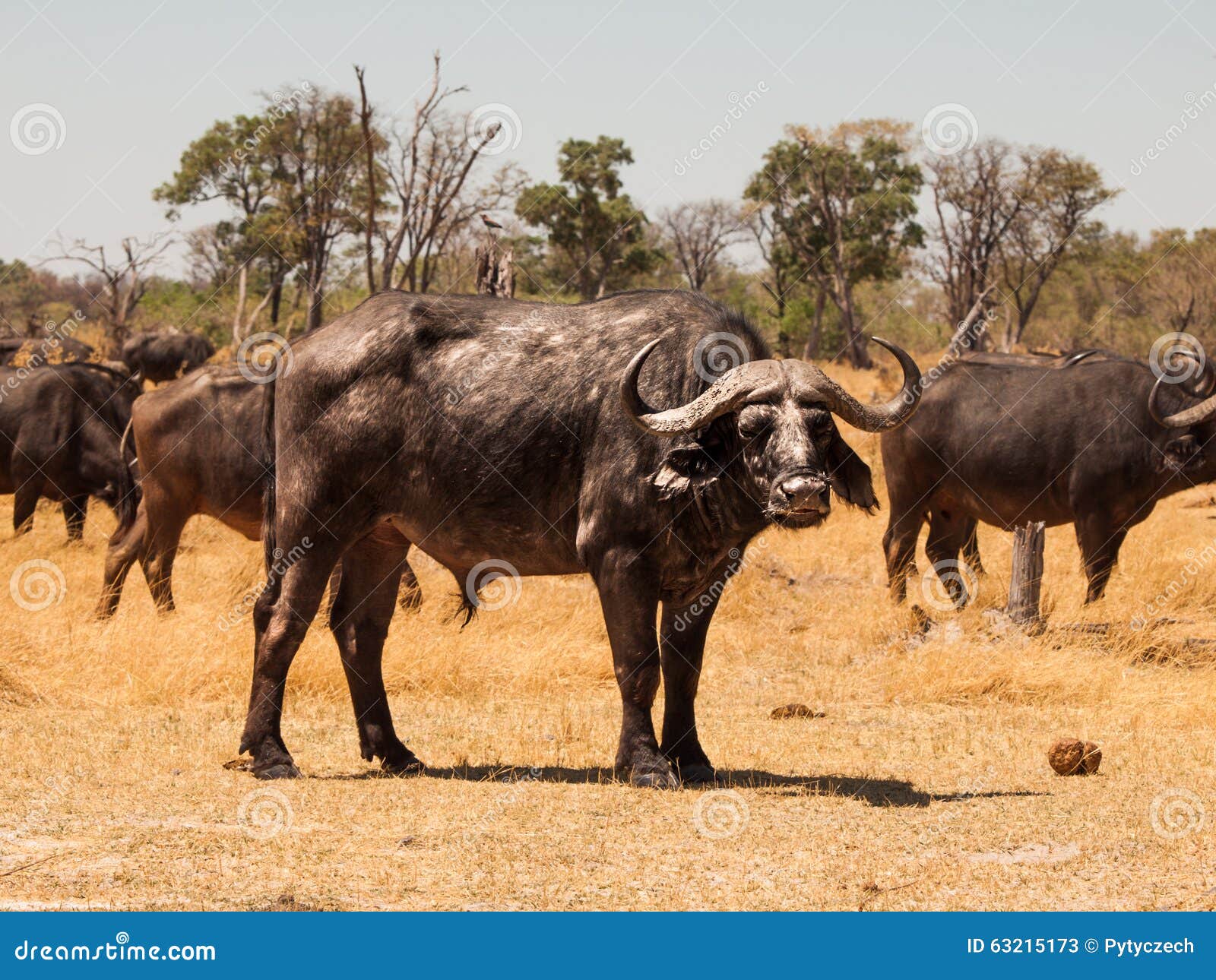African buffalo front view stock image. Image of masai - 63215173