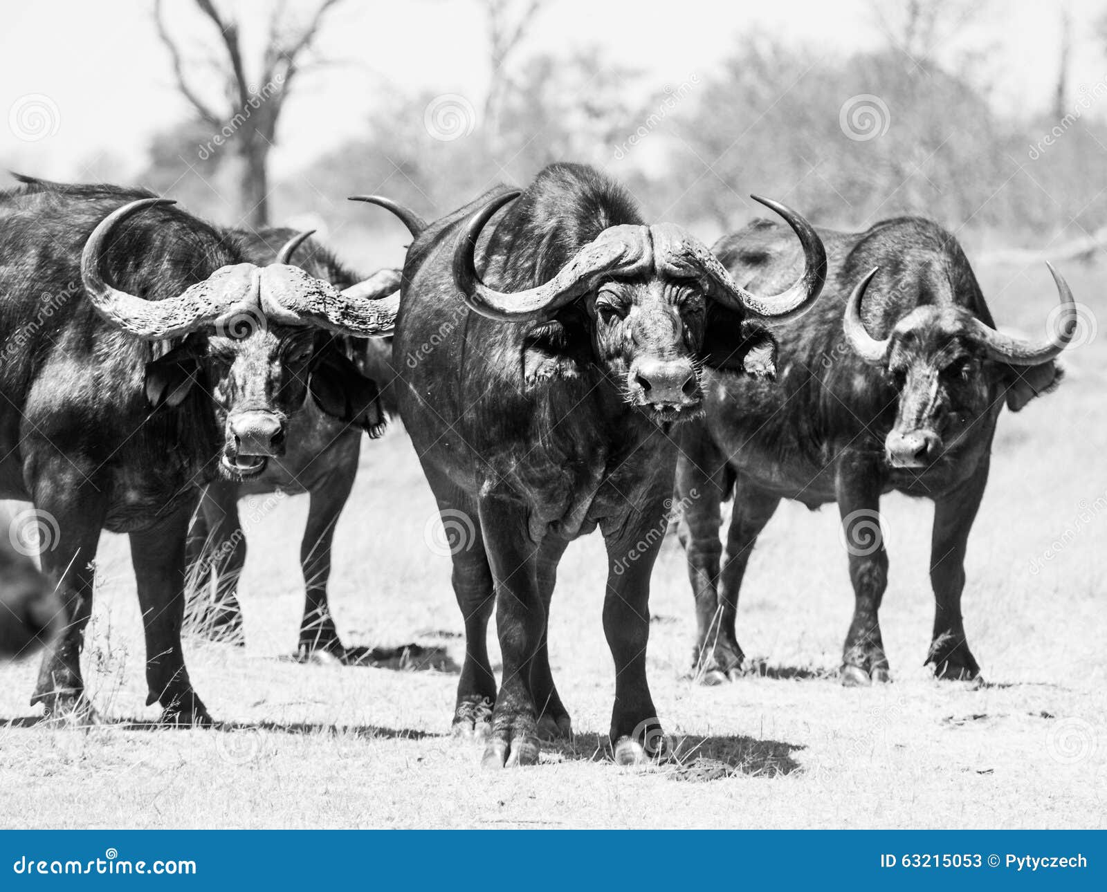 African buffalo front view stock image. Image of plain - 63215053