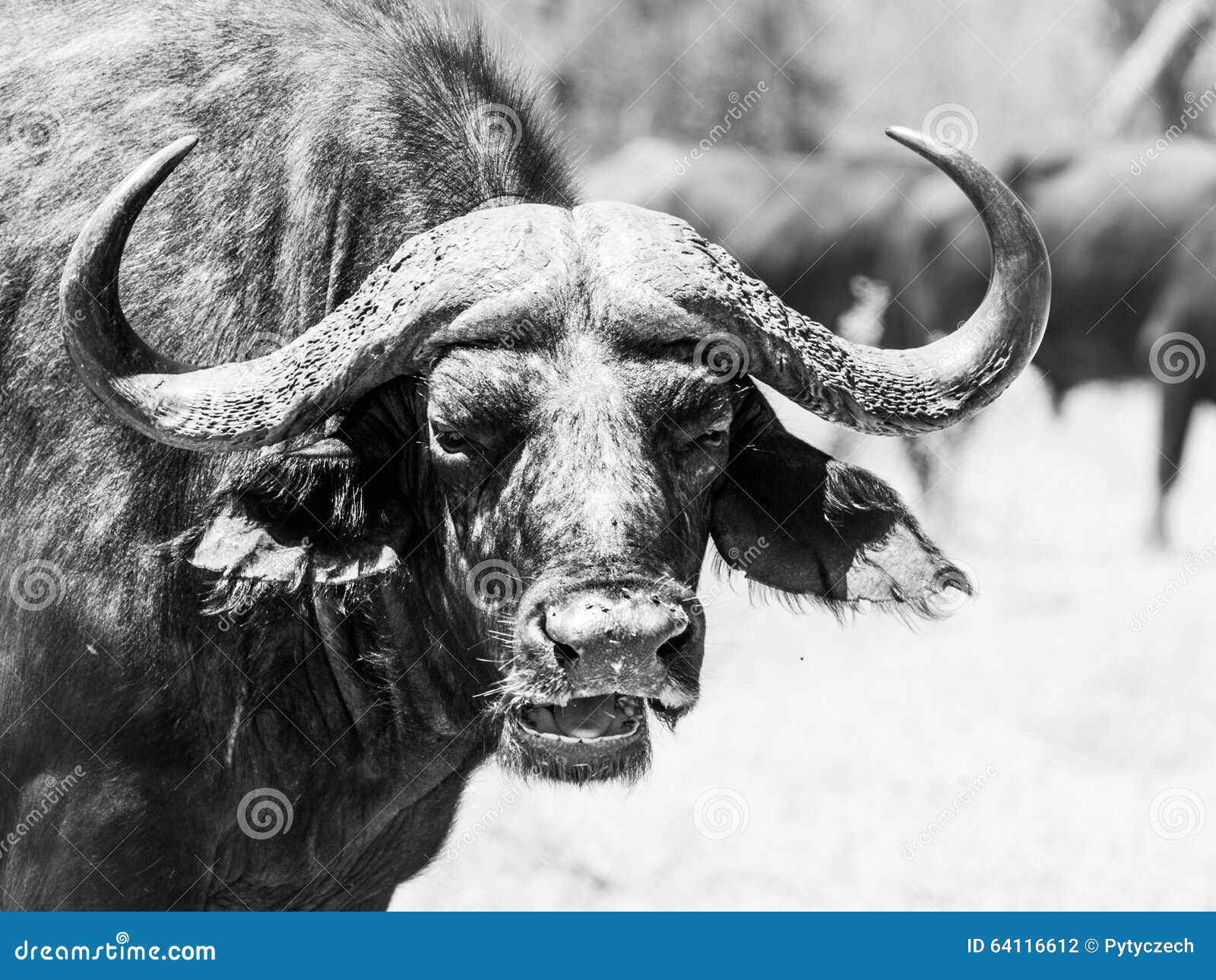 African buffalo front view stock photo. Image of mammal - 64116612