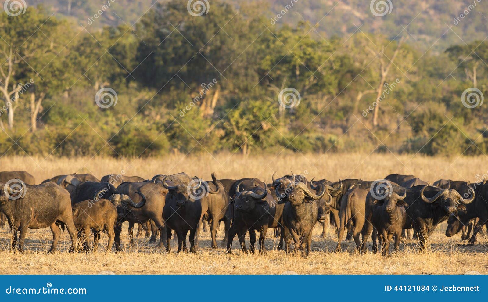 African Buffalo herd stock photo. Image of gonarezhou - 44121084
