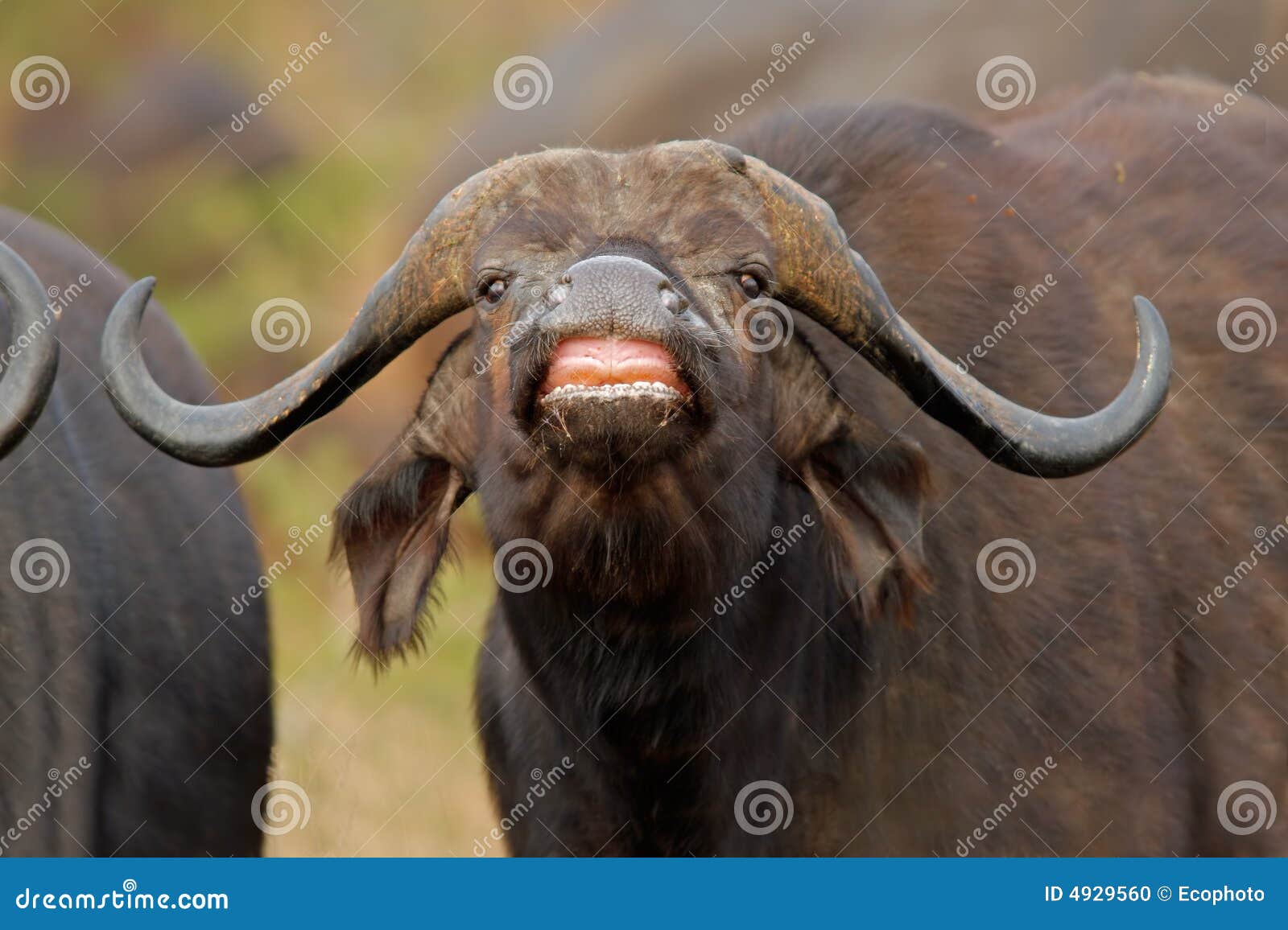 Buffalo Face Portrait Stare Kruger National Park Stock Photos - Free ...