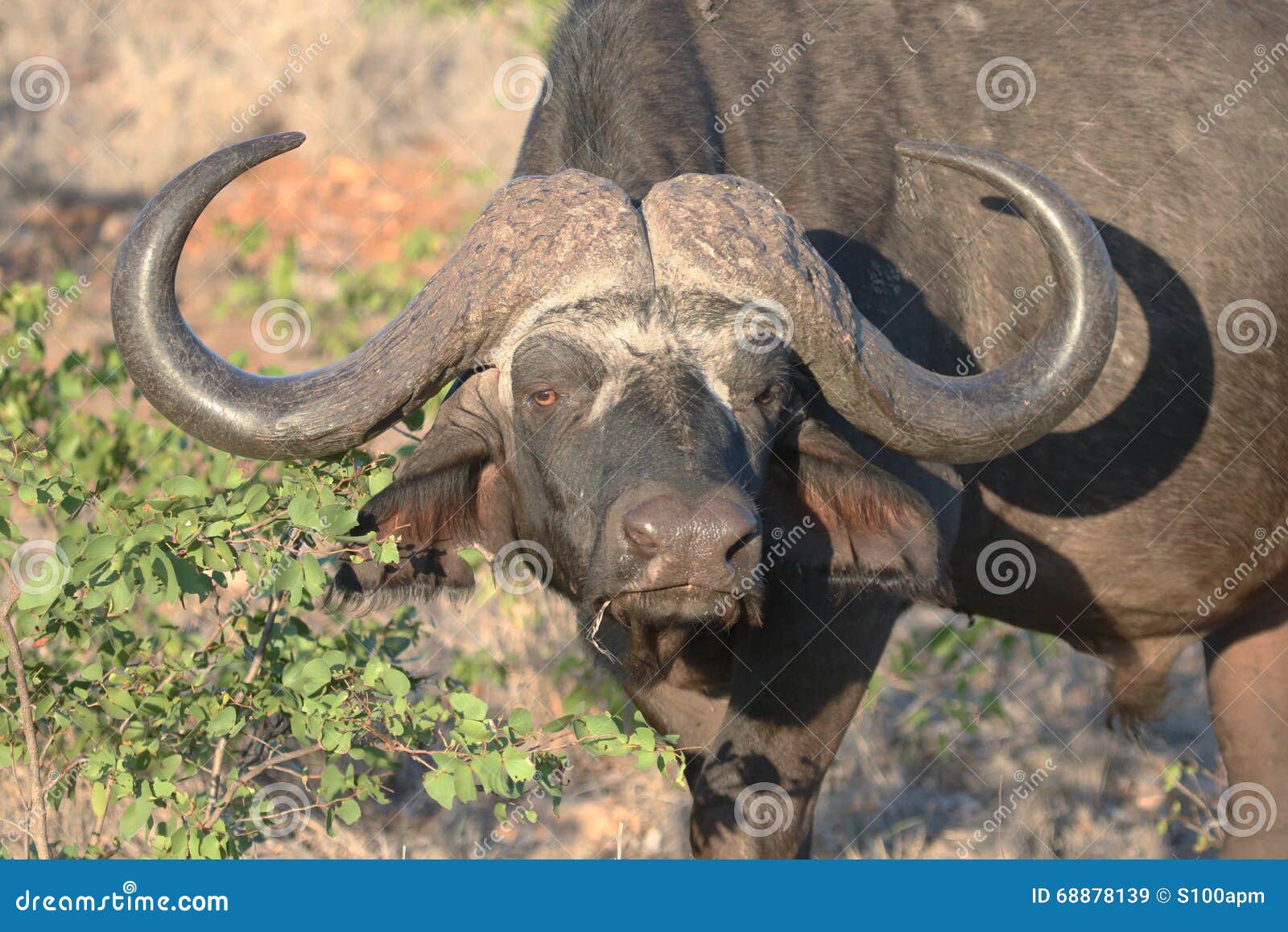 African Buffalo male stock image. Image of wild, buffalo - 68878139