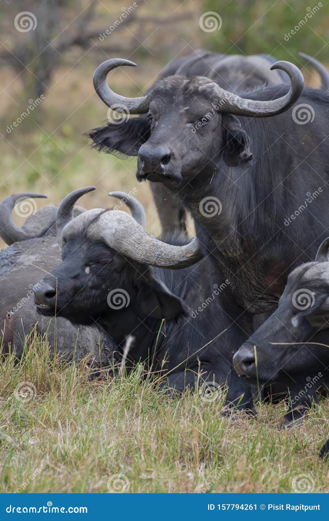 African Buffalo in Masai Mara ,Kenya. Stock Image - Image of travel ...