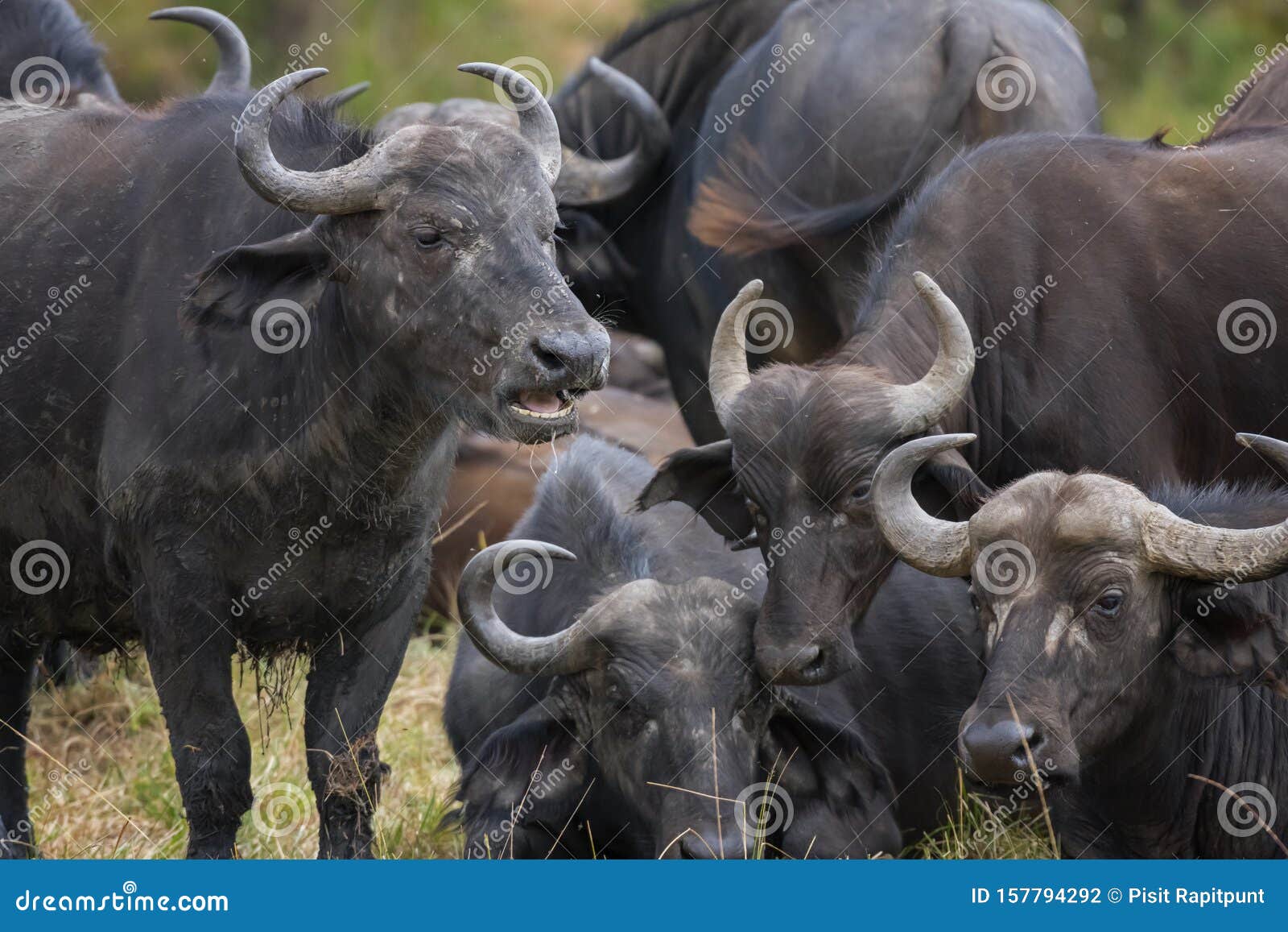 African Buffalo in Masai Mara ,Kenya. Stock Photo - Image of tourist ...