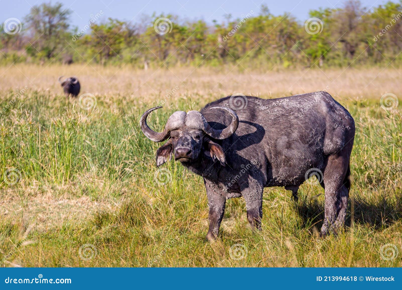 African buffalo in nature stock photo. Image of wild - 213994618