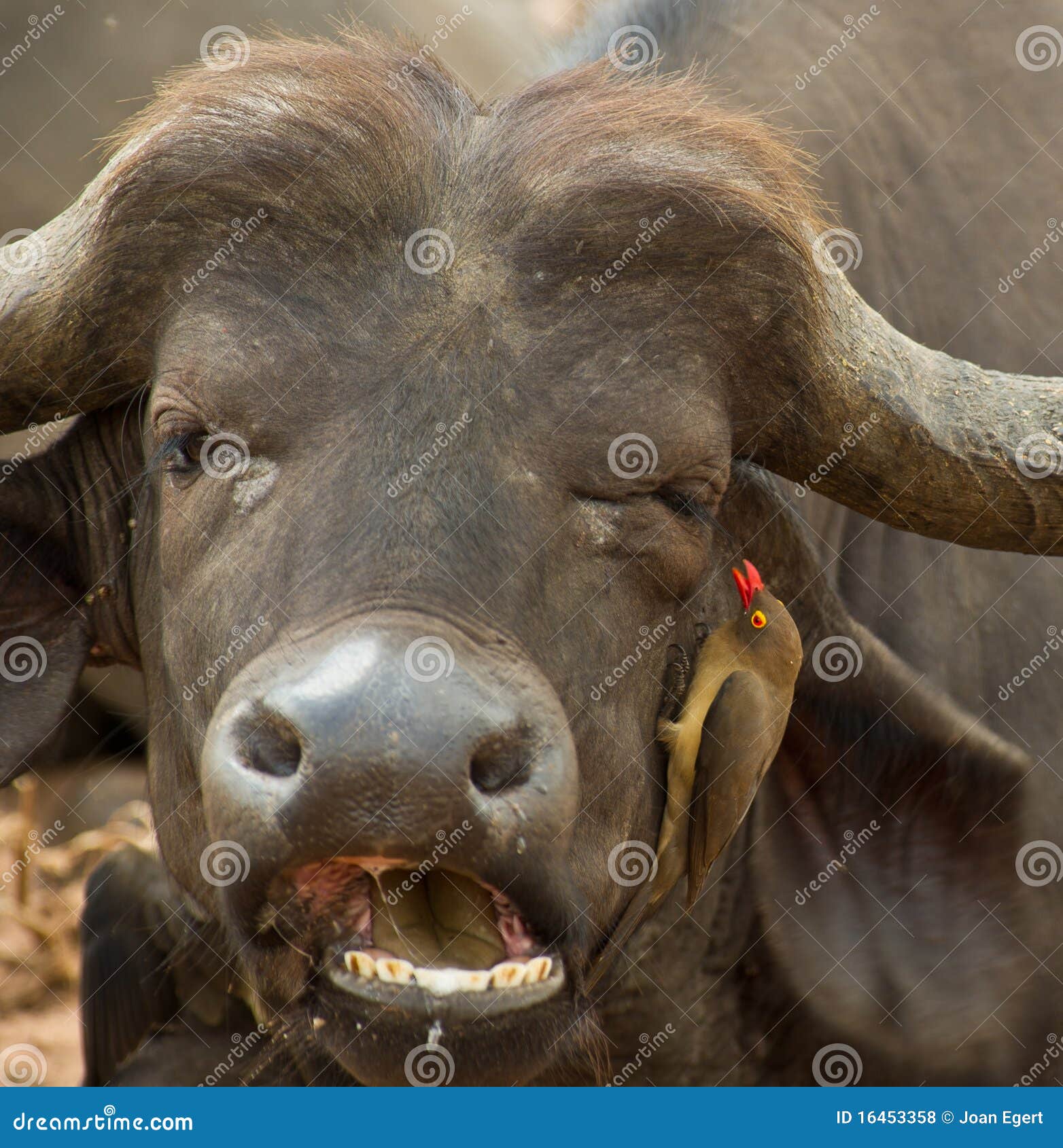 African Buffalo and Oxpecker Stock Photo - Image of clinging, closing ...