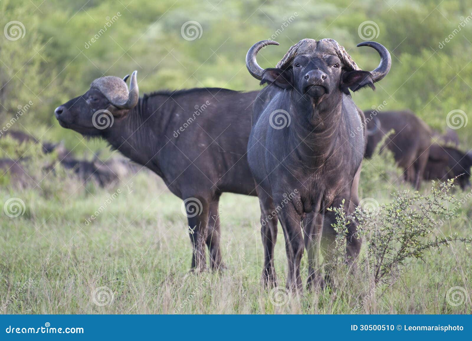 African Buffalo pair stock photo. Image of nature, horns - 30500510
