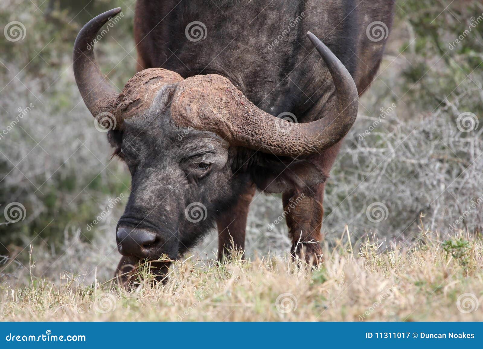 African Buffalo Portrait stock image. Image of conservation - 11311017