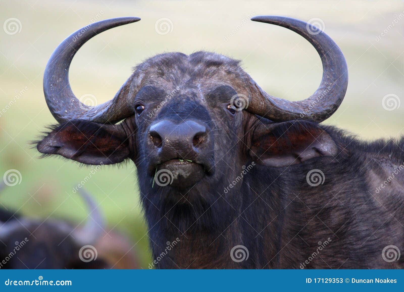 African Buffalo Portrait stock image. Image of cape, south - 17129353