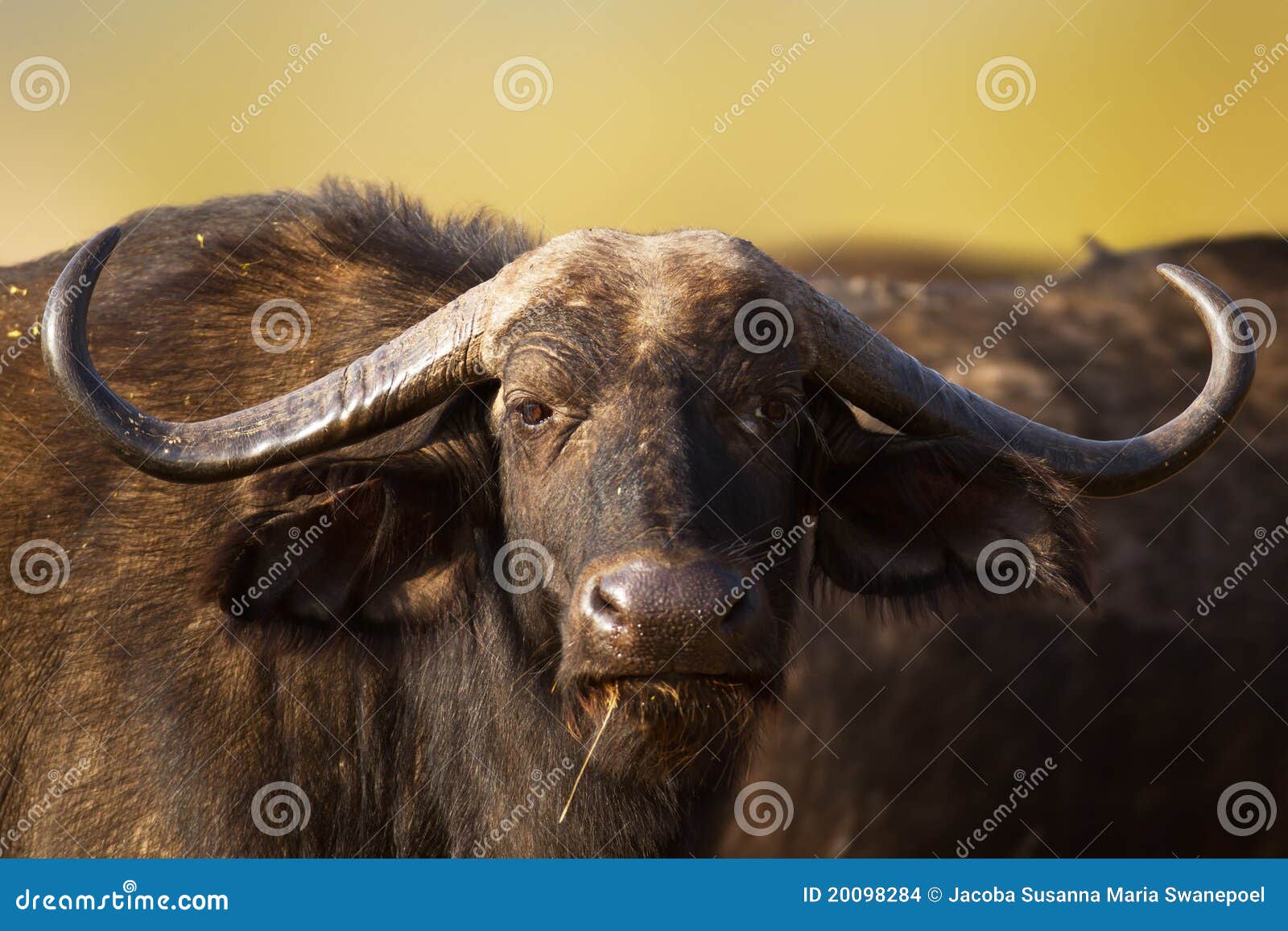 African buffalo portrait stock photo. Image of wildlife - 20098284