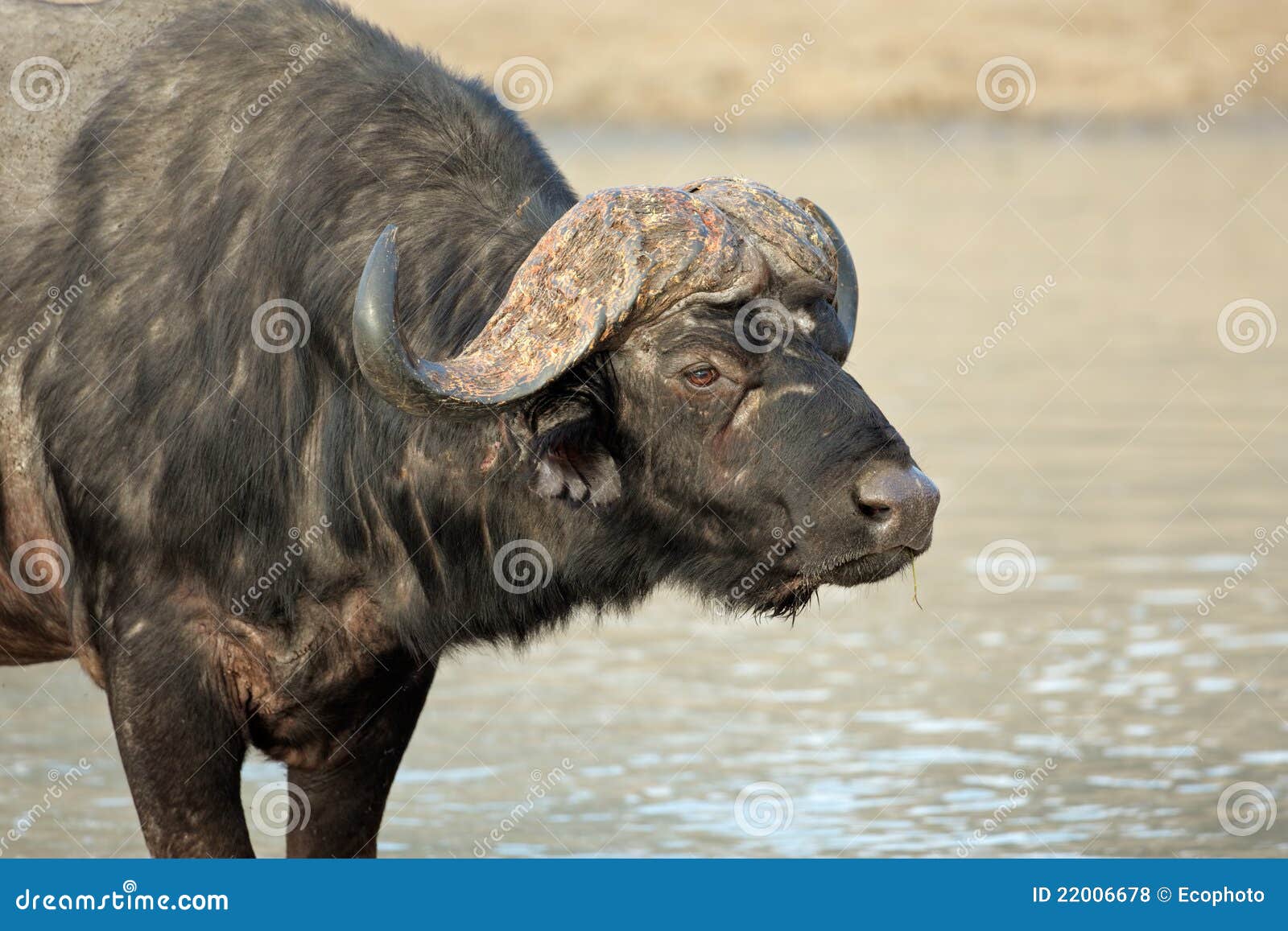 African buffalo portrait stock photo. Image of black - 22006678
