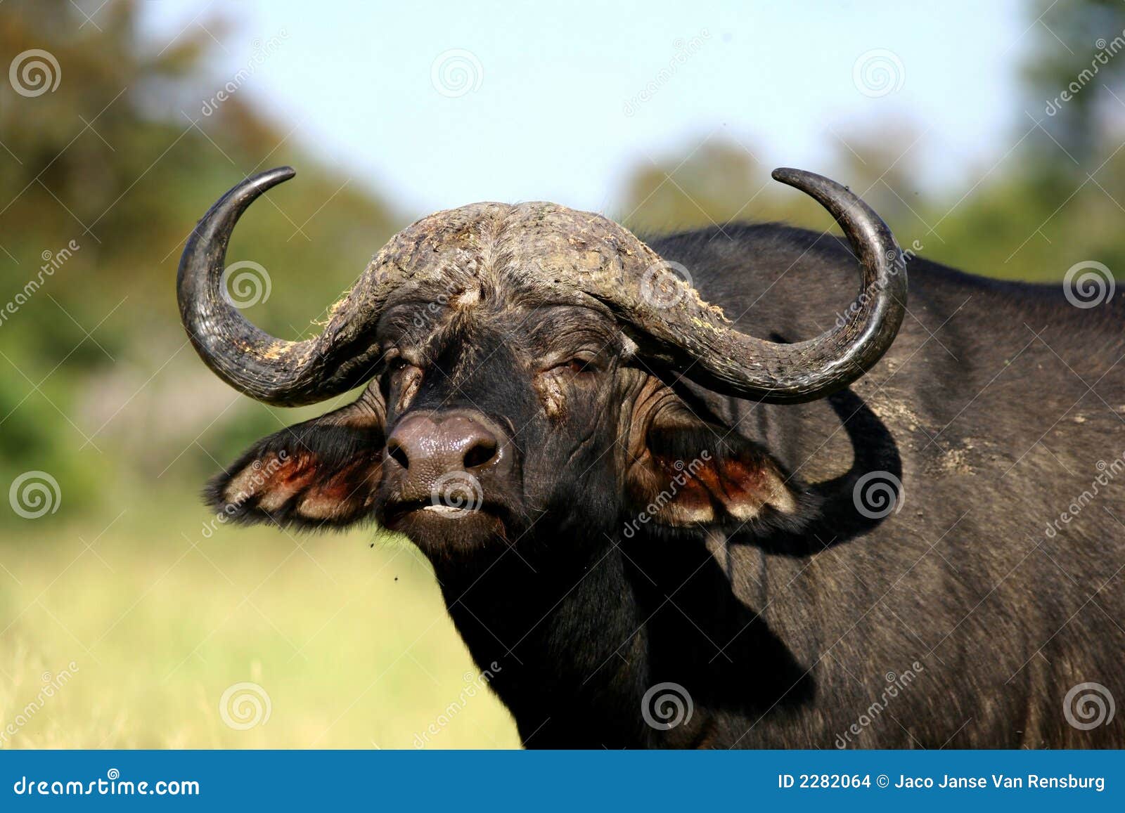 African Buffalo Portrait Stock Images - Image: 2282064