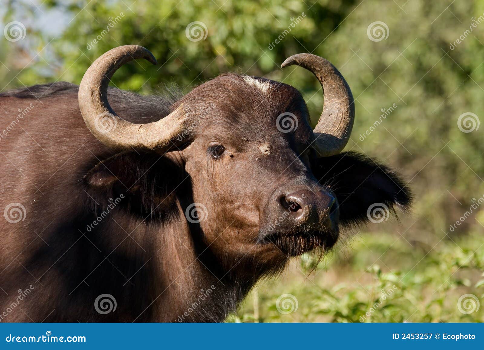 African buffalo portrait stock image. Image of natural - 2453257
