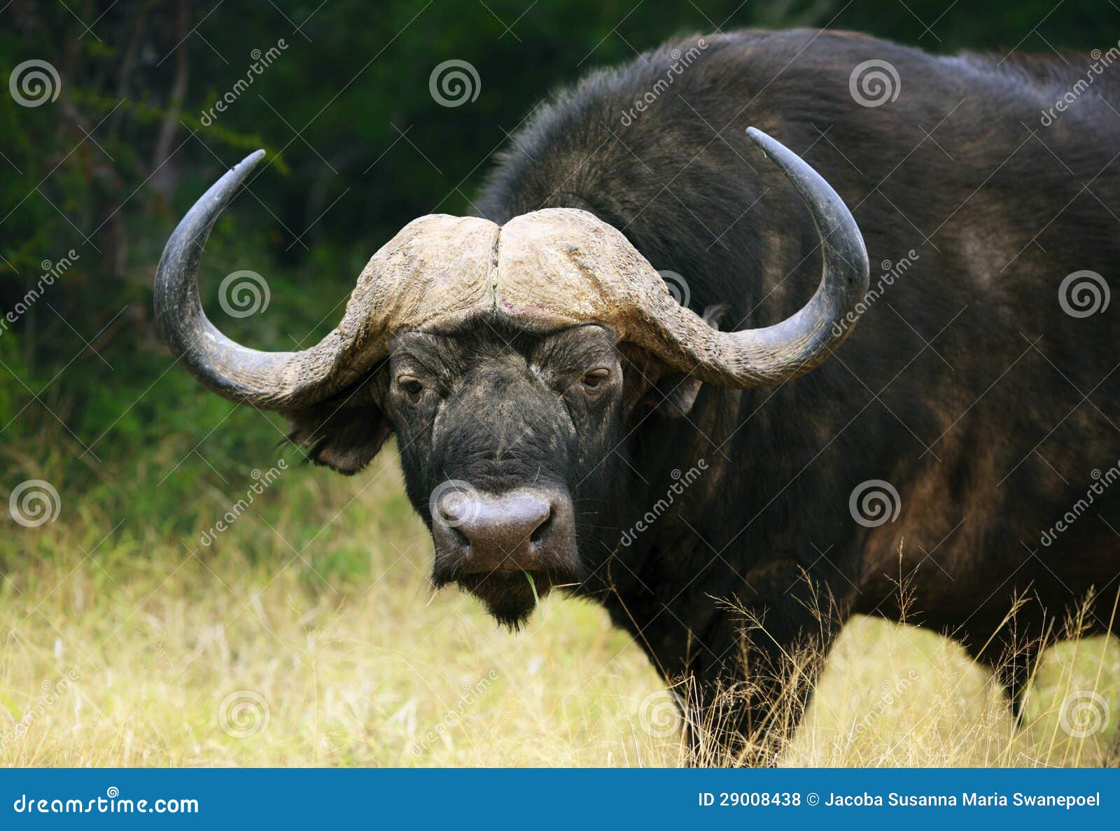 African buffalo portrait stock photo. Image of horn, addoaddo - 29008438