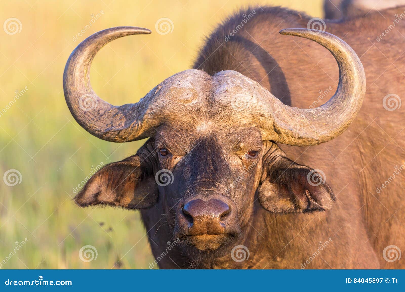 African buffalo portrait stock image. Image of dangerous - 84045897