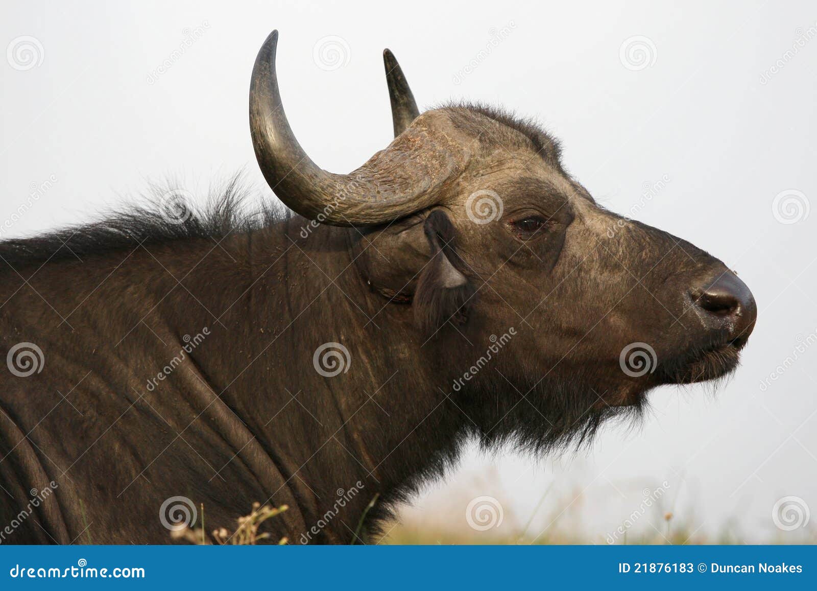 African Buffalo Profile stock image. Image of shaggy - 21876183