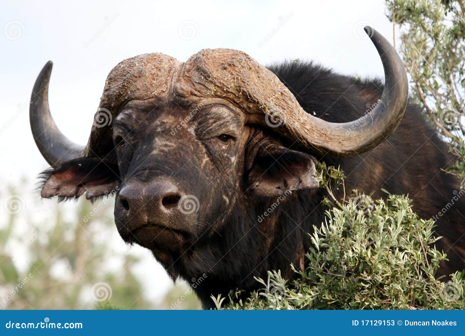 African Buffalo Stare stock image. Image of bush, leaves - 17129153