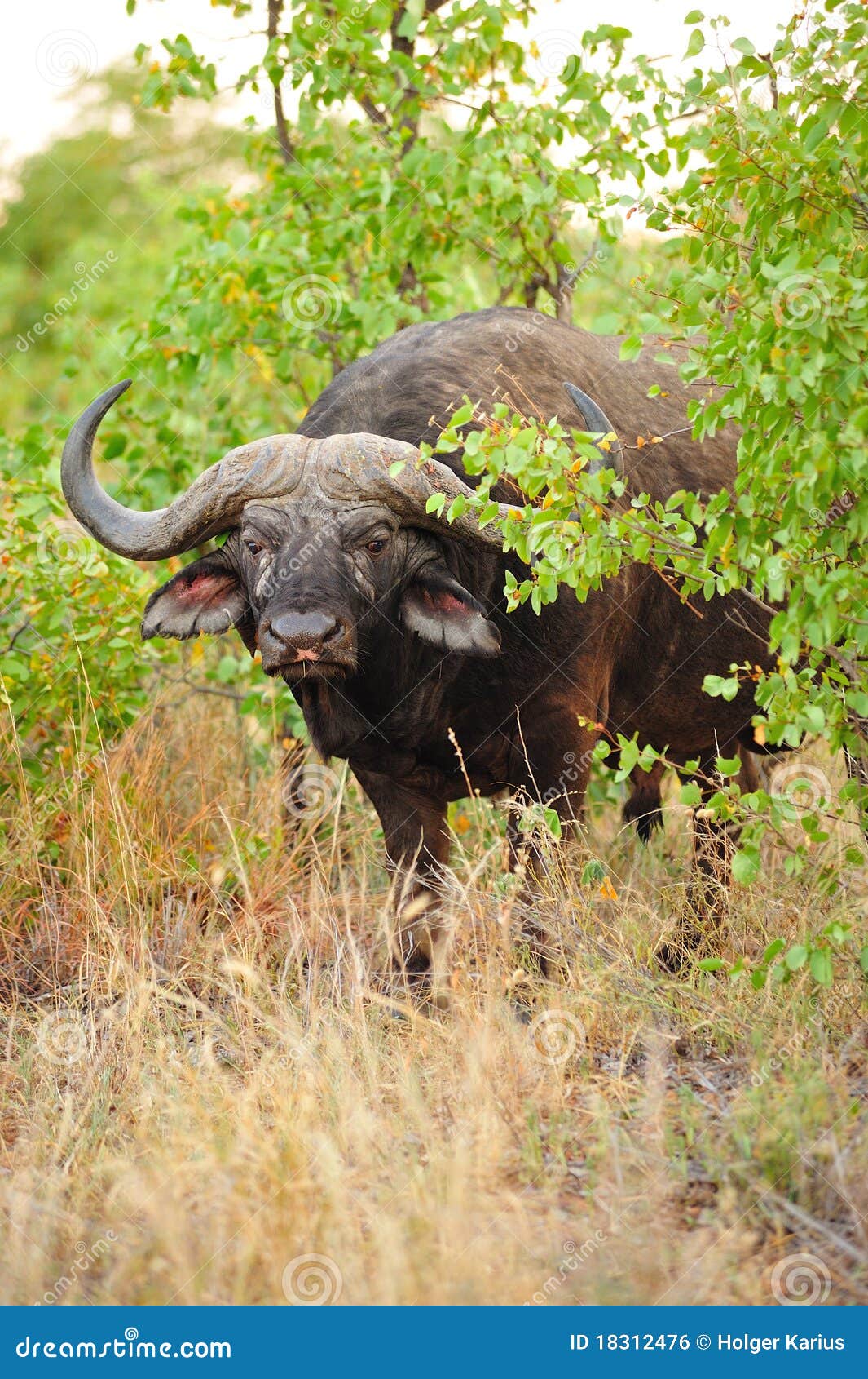 African Buffalo (Syncerus Caffer) Stock Photo - Image of natural ...