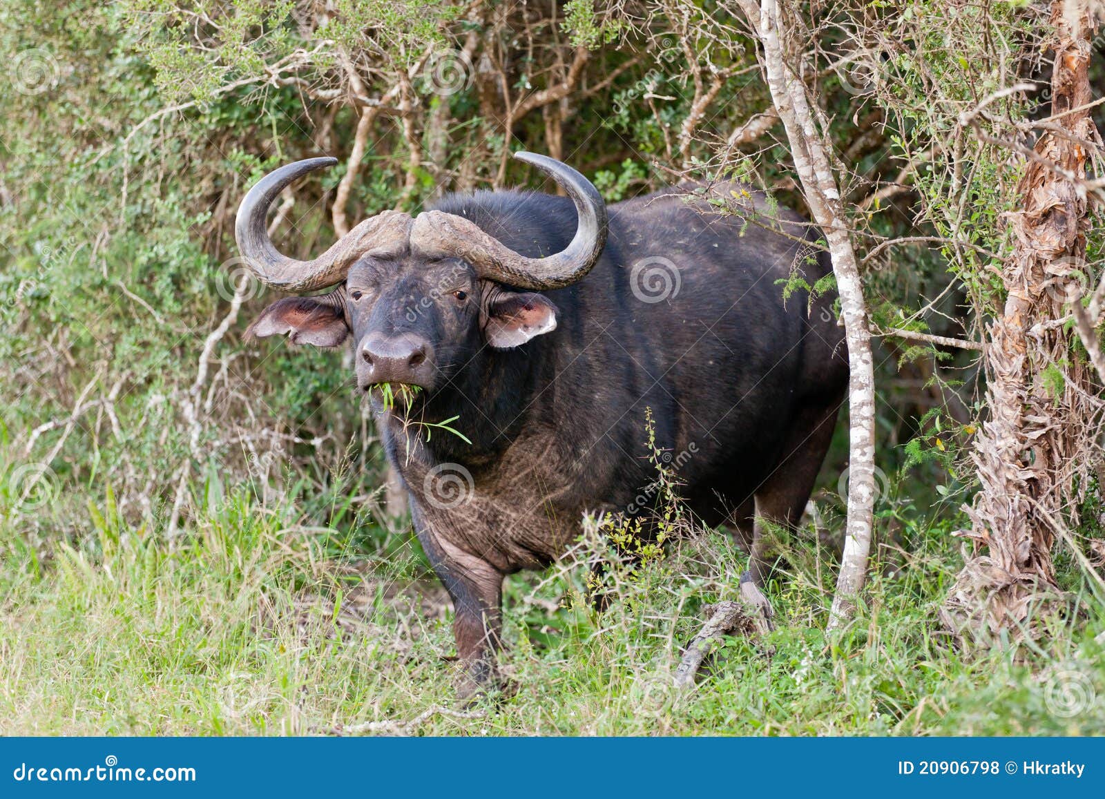 African Buffalo (syncerus Caffer) Stock Photo - Image of south ...