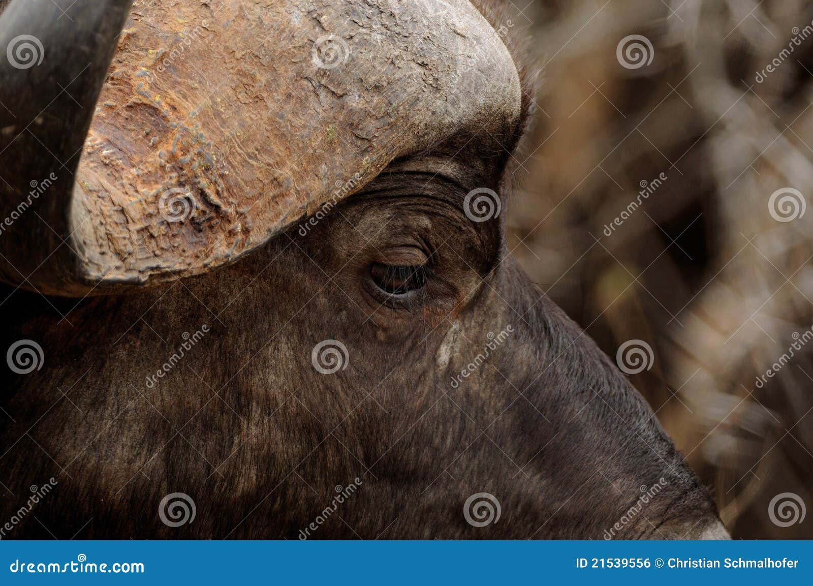 African Buffalo (Syncerus Caffer) Stock Photo - Image of affalo ...
