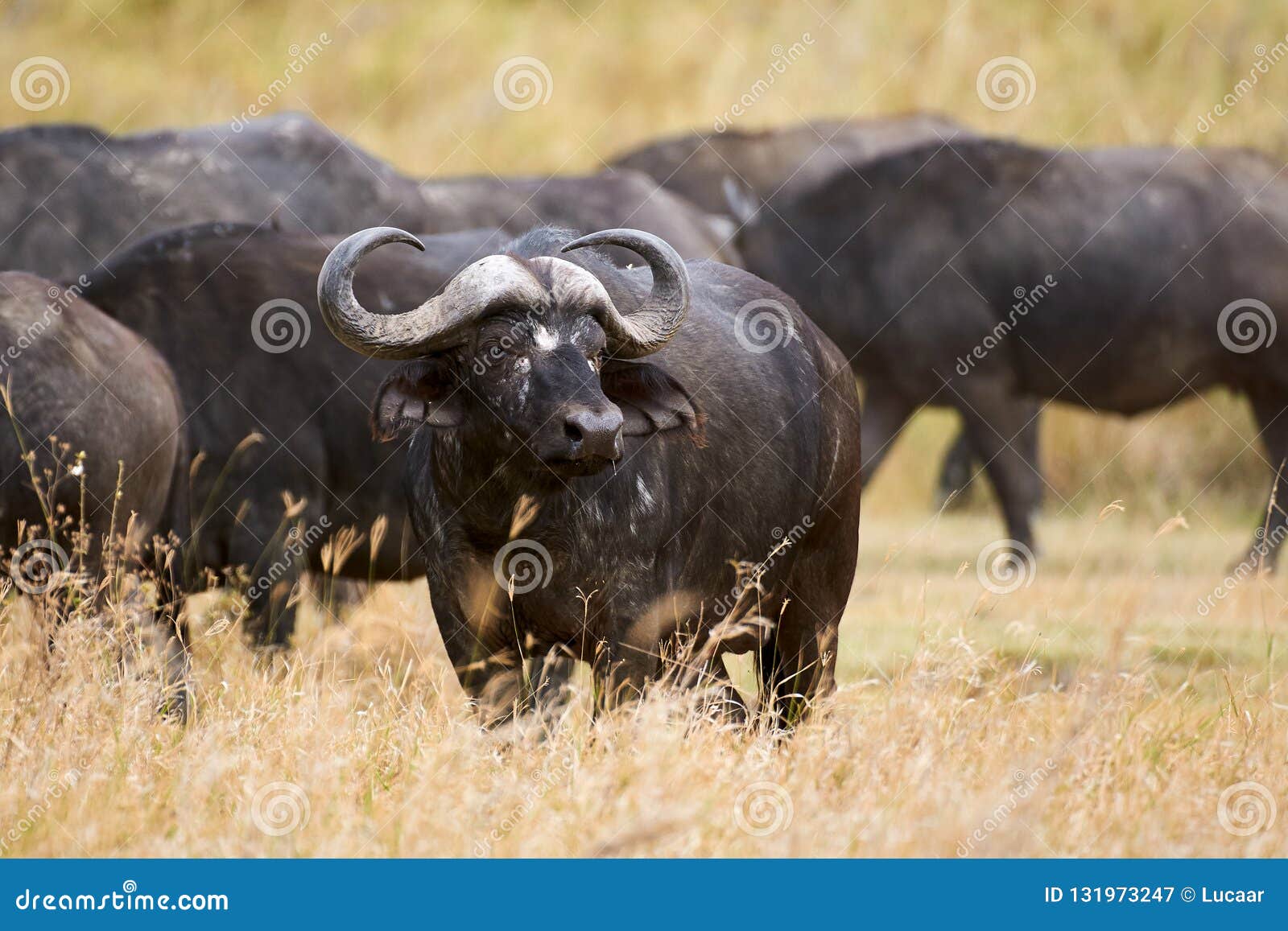 African Buffalo Syncerus Caffer Stock Image - Image of black, reserve ...