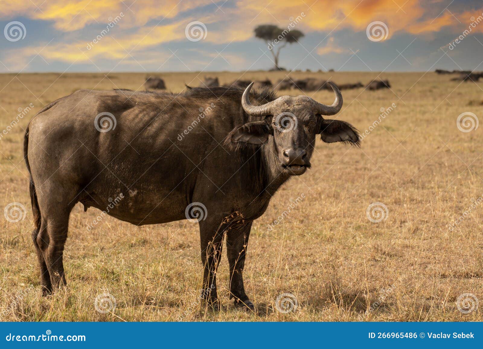 The African Buffalo Syncerus Caffer Stock Photo - Image of horn, cape ...