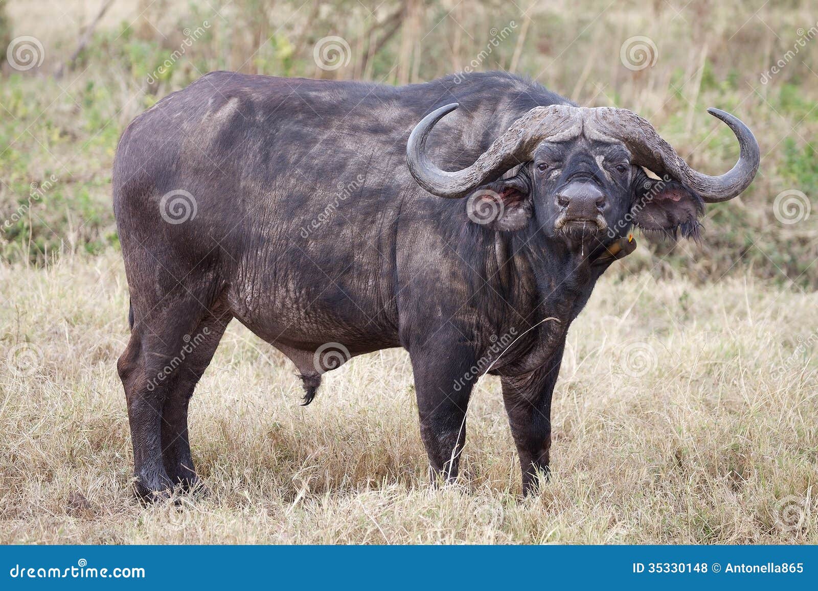 African Buffalo (Syncerus Caffer) and Oxpecker Stock Photo - Image of ...
