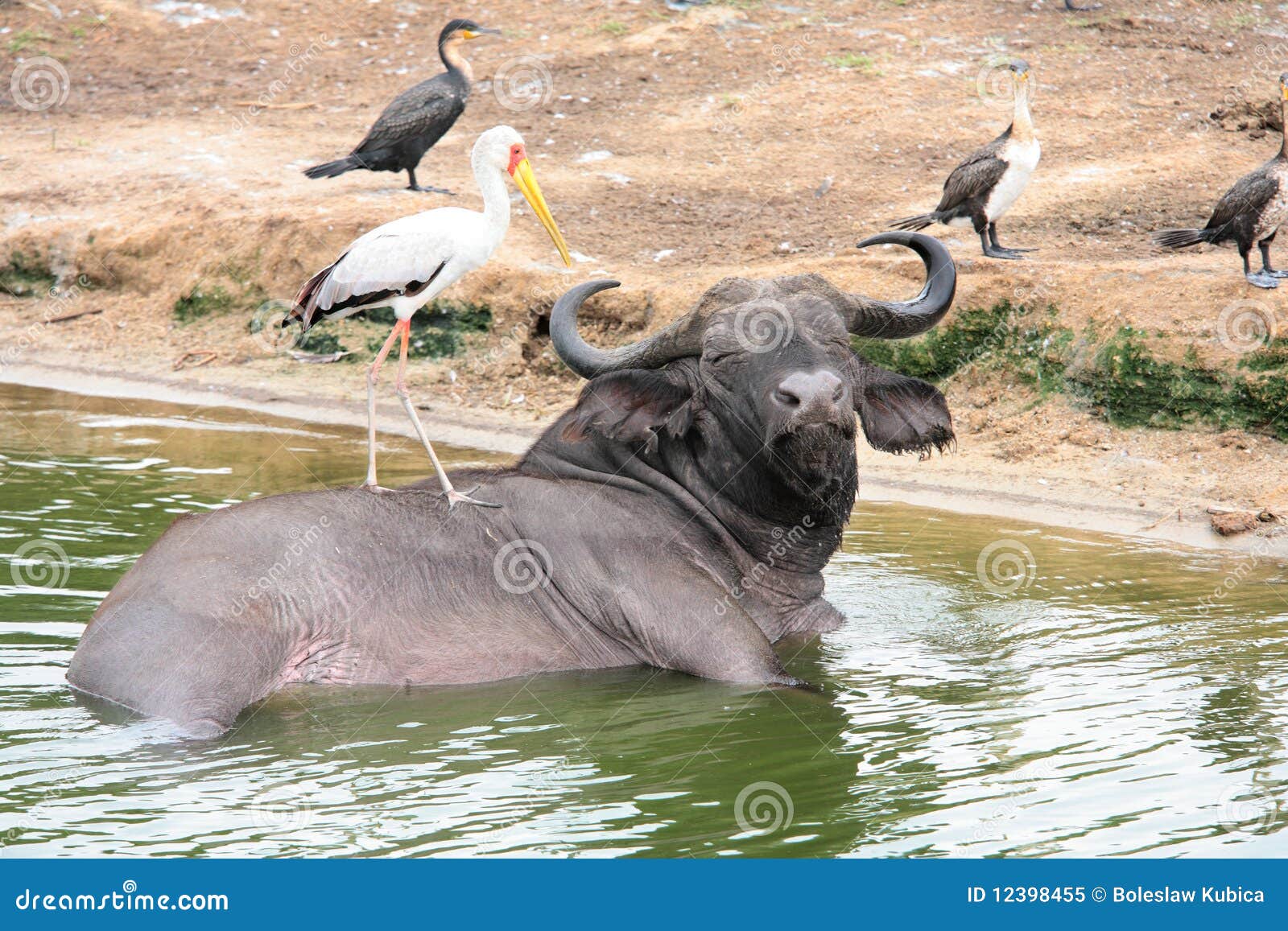 African Buffalo Taking a Bath Stock Image - Image of dirty, southern ...