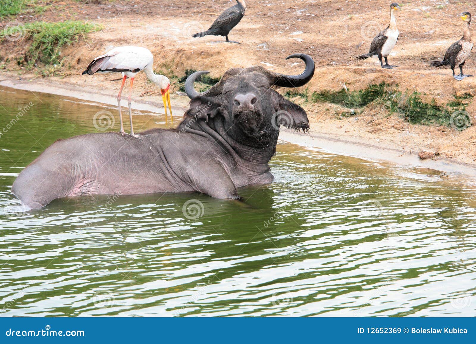 African Buffalo Taking a Bath Stock Image - Image of herbivore, bovine ...