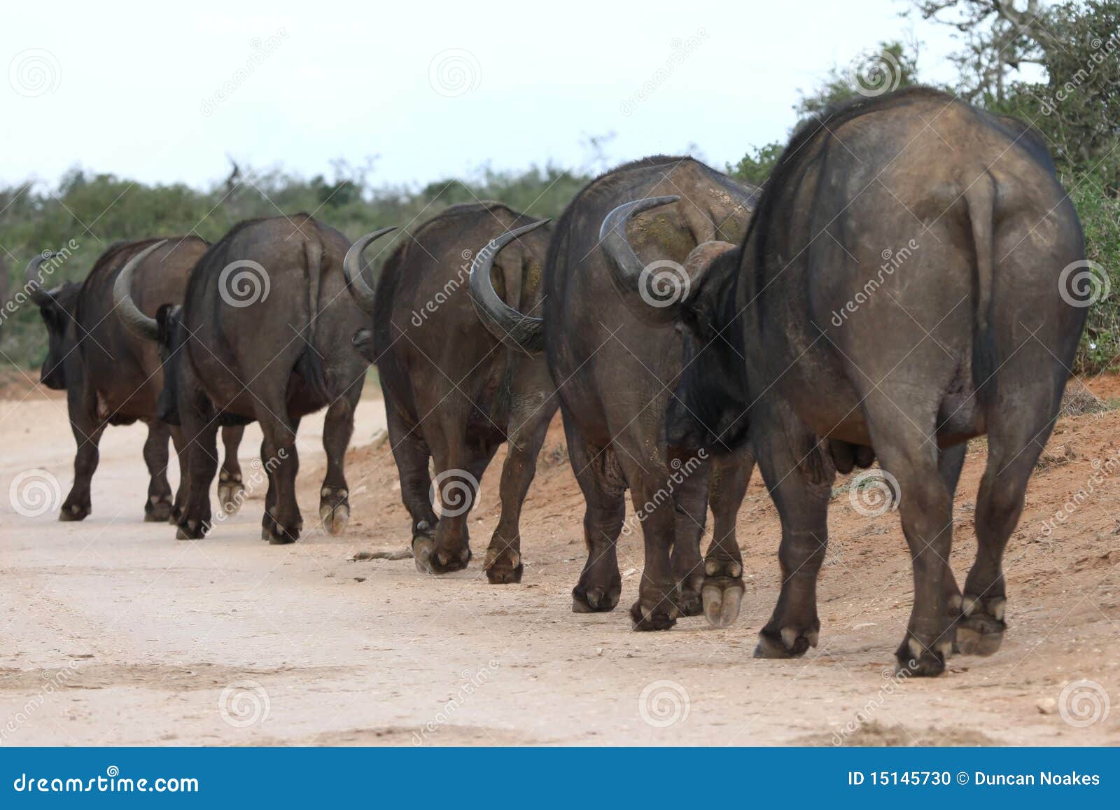 African Buffalo Walking stock photo. Image of ears, cape - 15145730