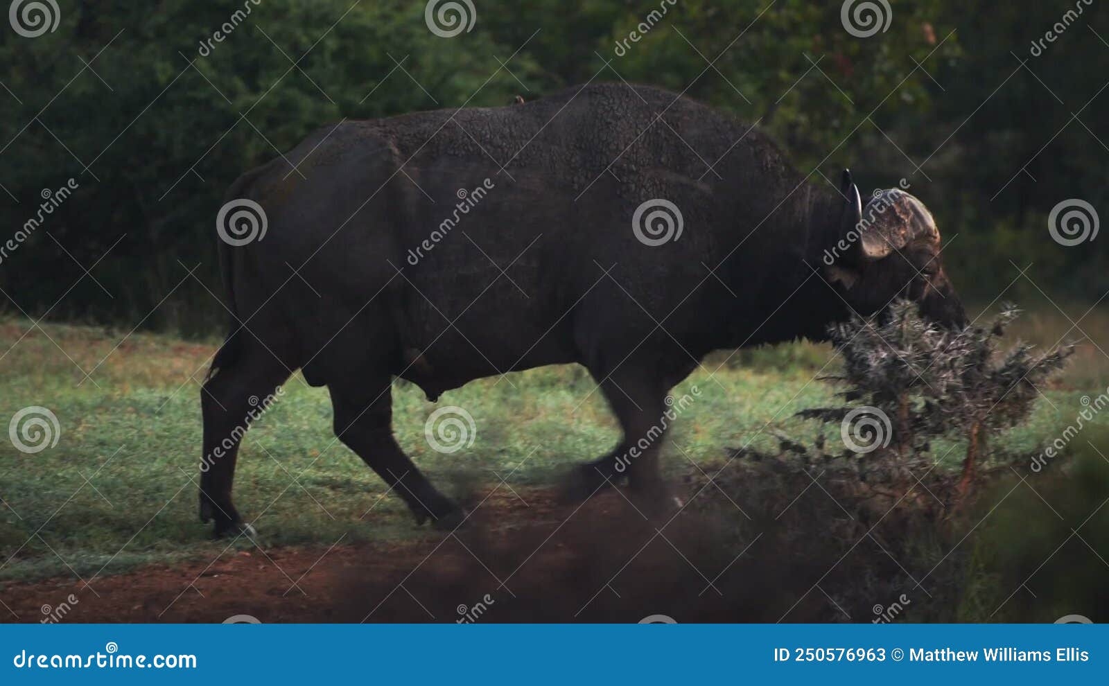 Buffalo Mammal Bovine Animal Wildlife Savannah Laikipia Region National ...