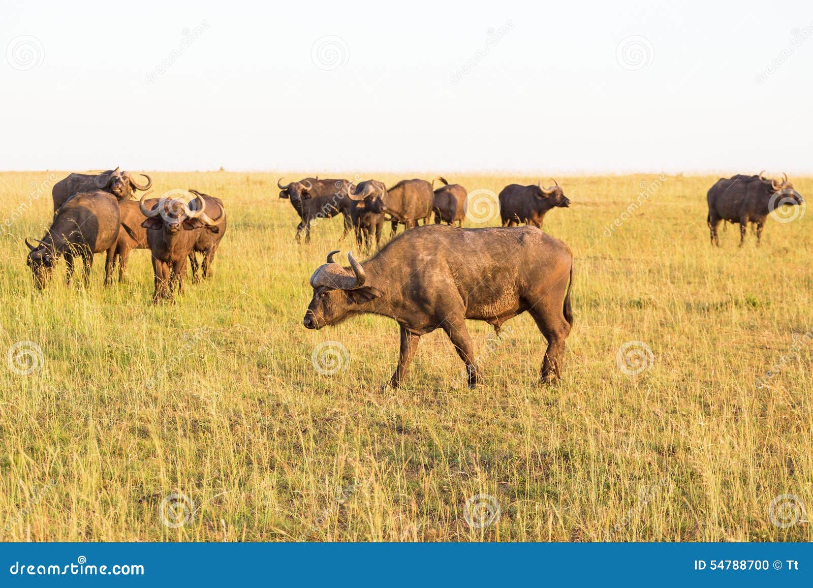 African Buffalo Walking on the Savannah Stock Photo - Image of horizon ...
