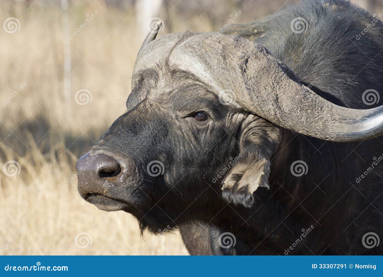 African buffaloe bull head stock image. Image of ungulate - 33307291