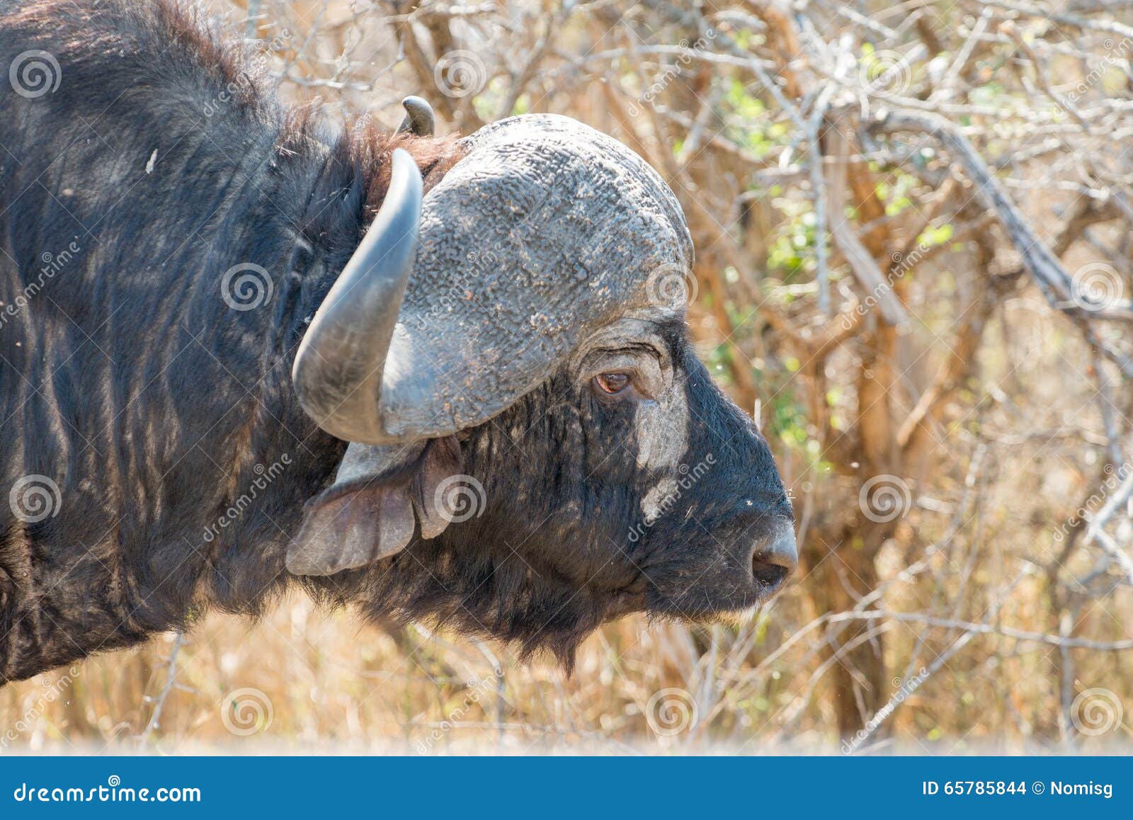 African Buffaloe Portrait Side View Stock Photo - Image of closeup ...