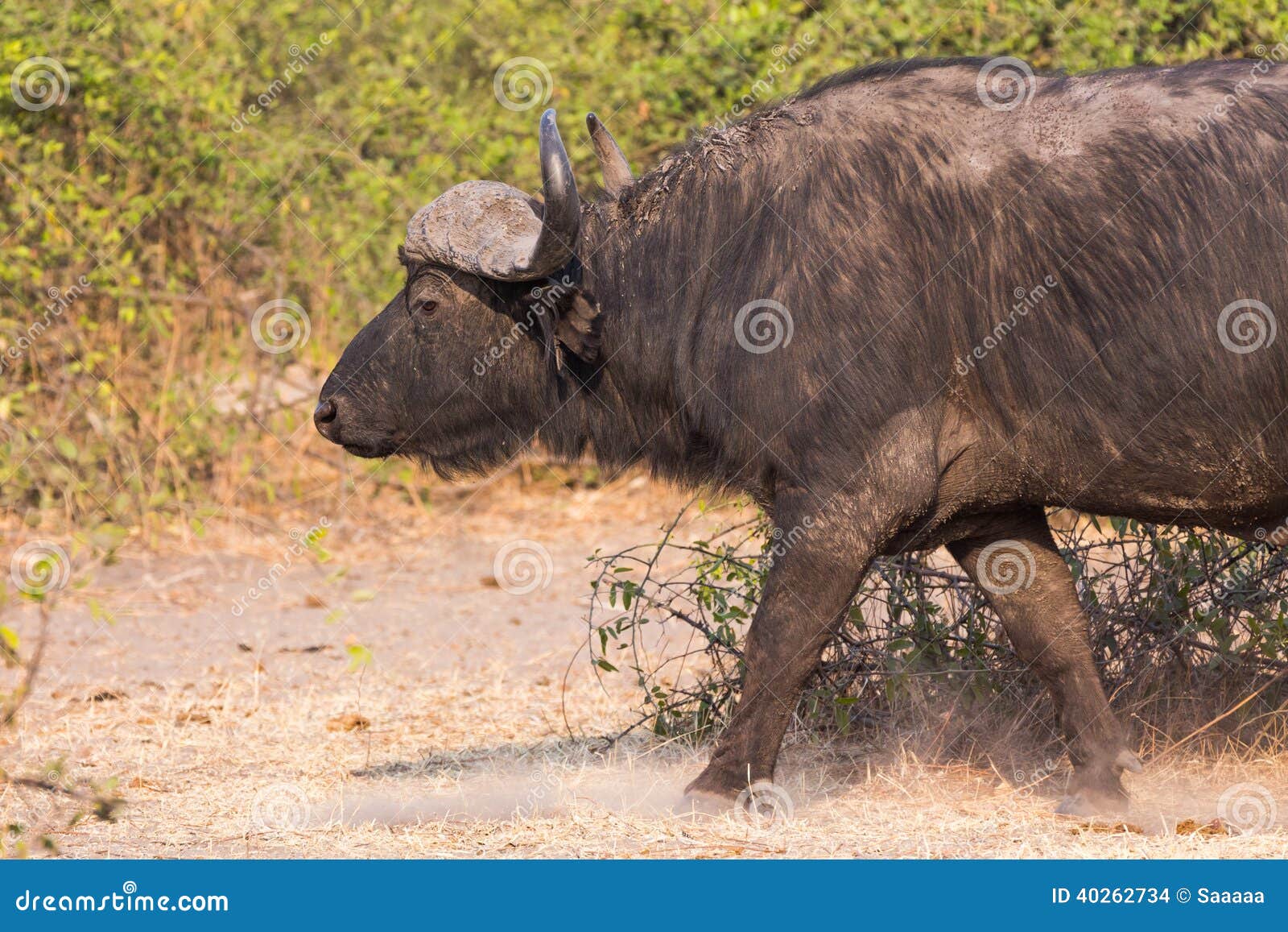 African buffalos side view stock photo. Image of walking - 40262734