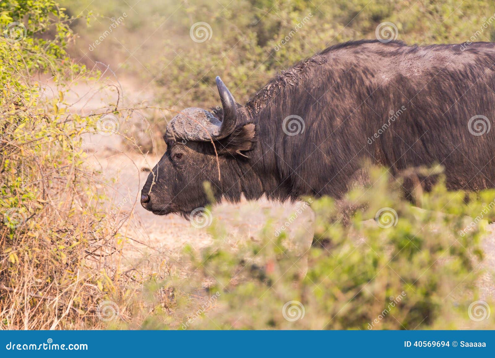 African buffalos side view stock photo. Image of bush - 40569694