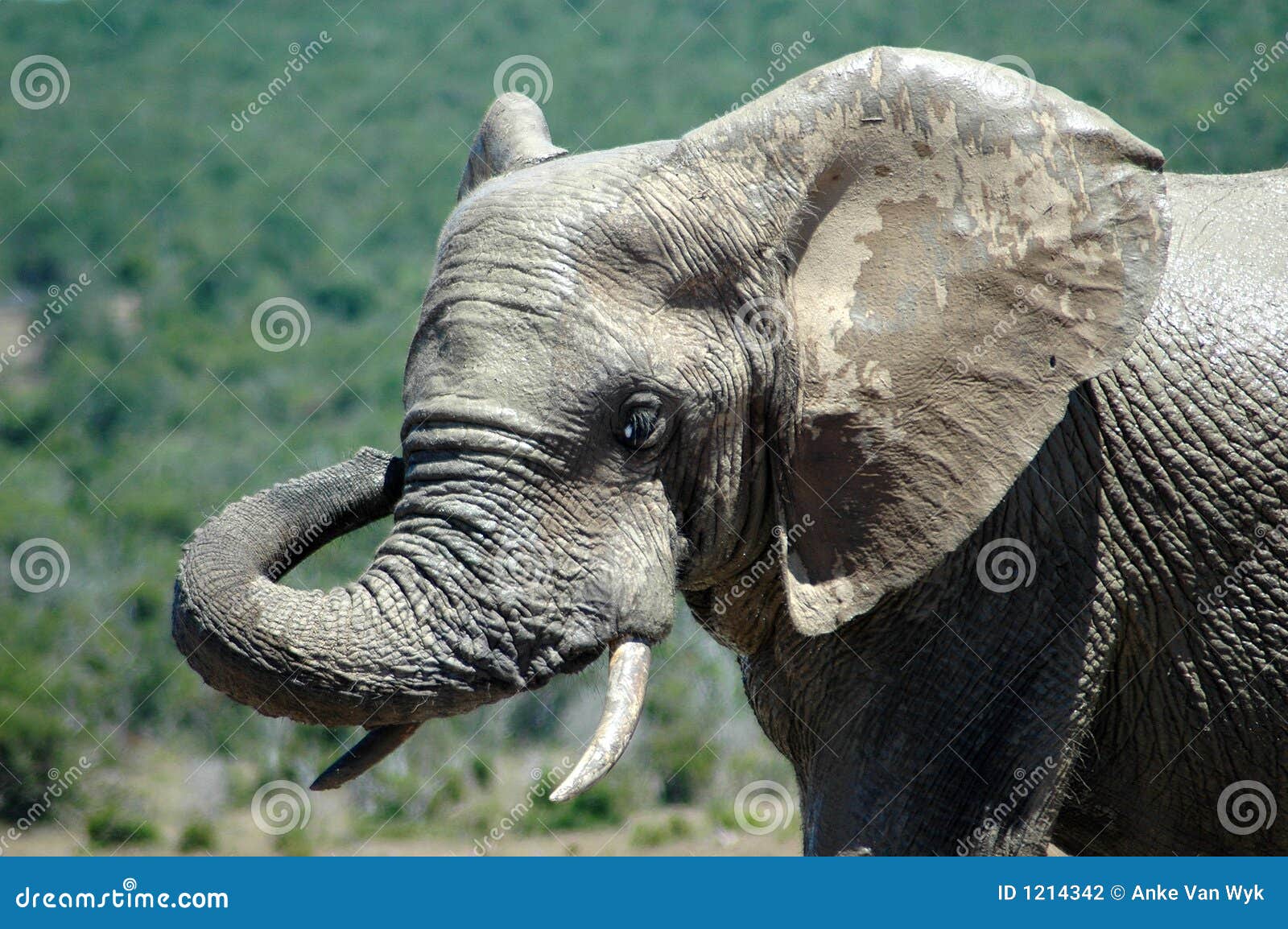 African Bull Elephant Walks Through The Thorny Bush Royalty-Free Stock ...
