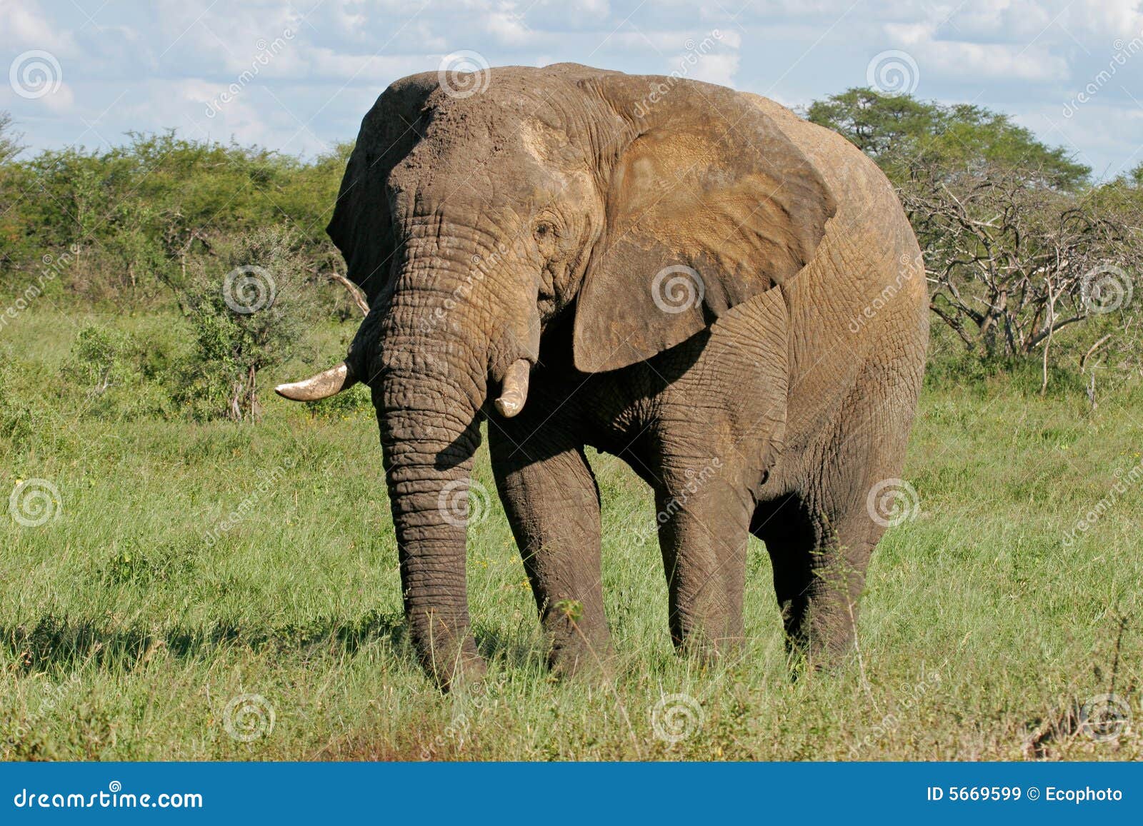 African bull elephant stock image. Image of habitat, big5 - 5669599
