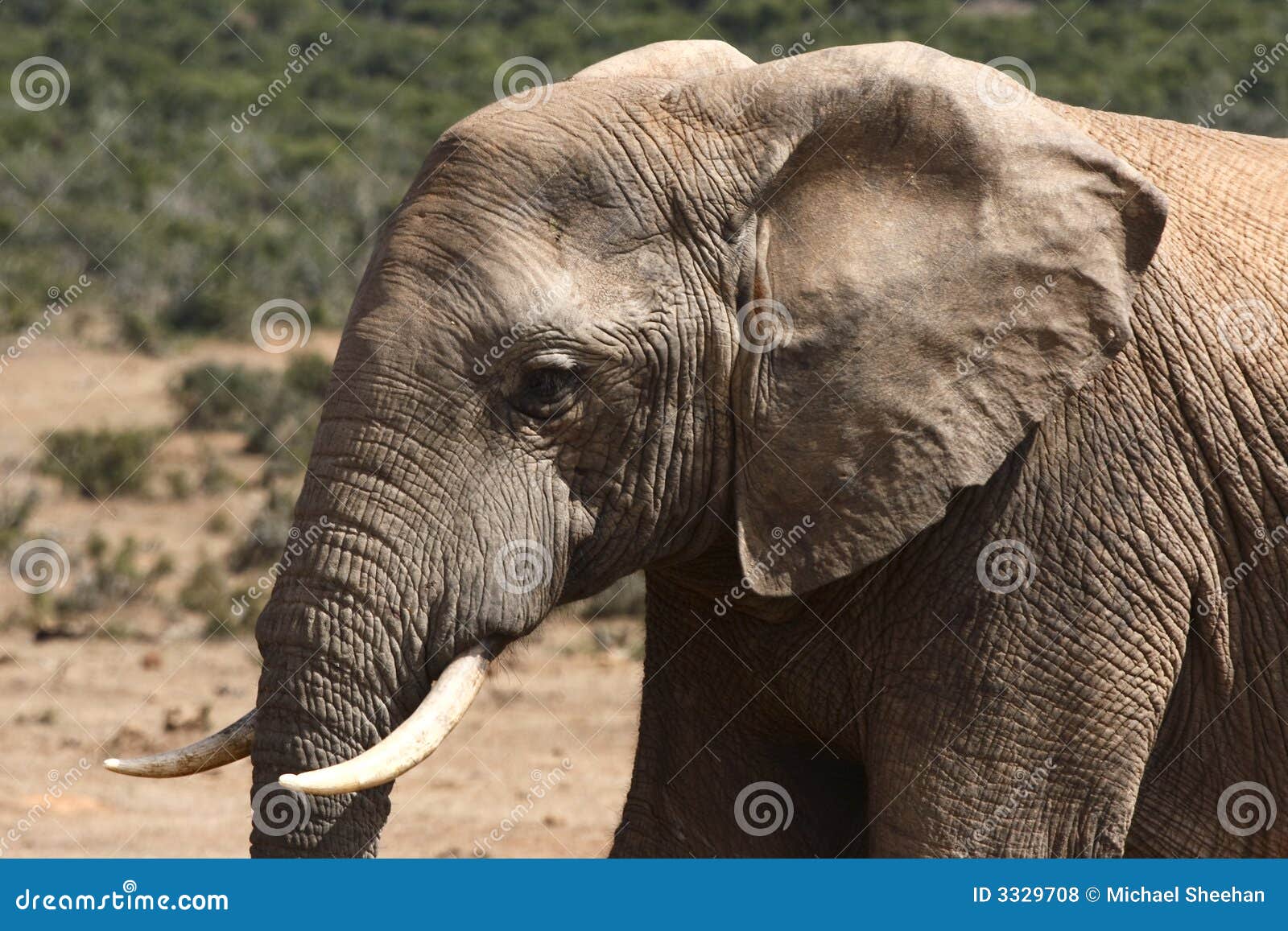African Bull Elephant Profile Stock Photo - Image of african, elephant ...