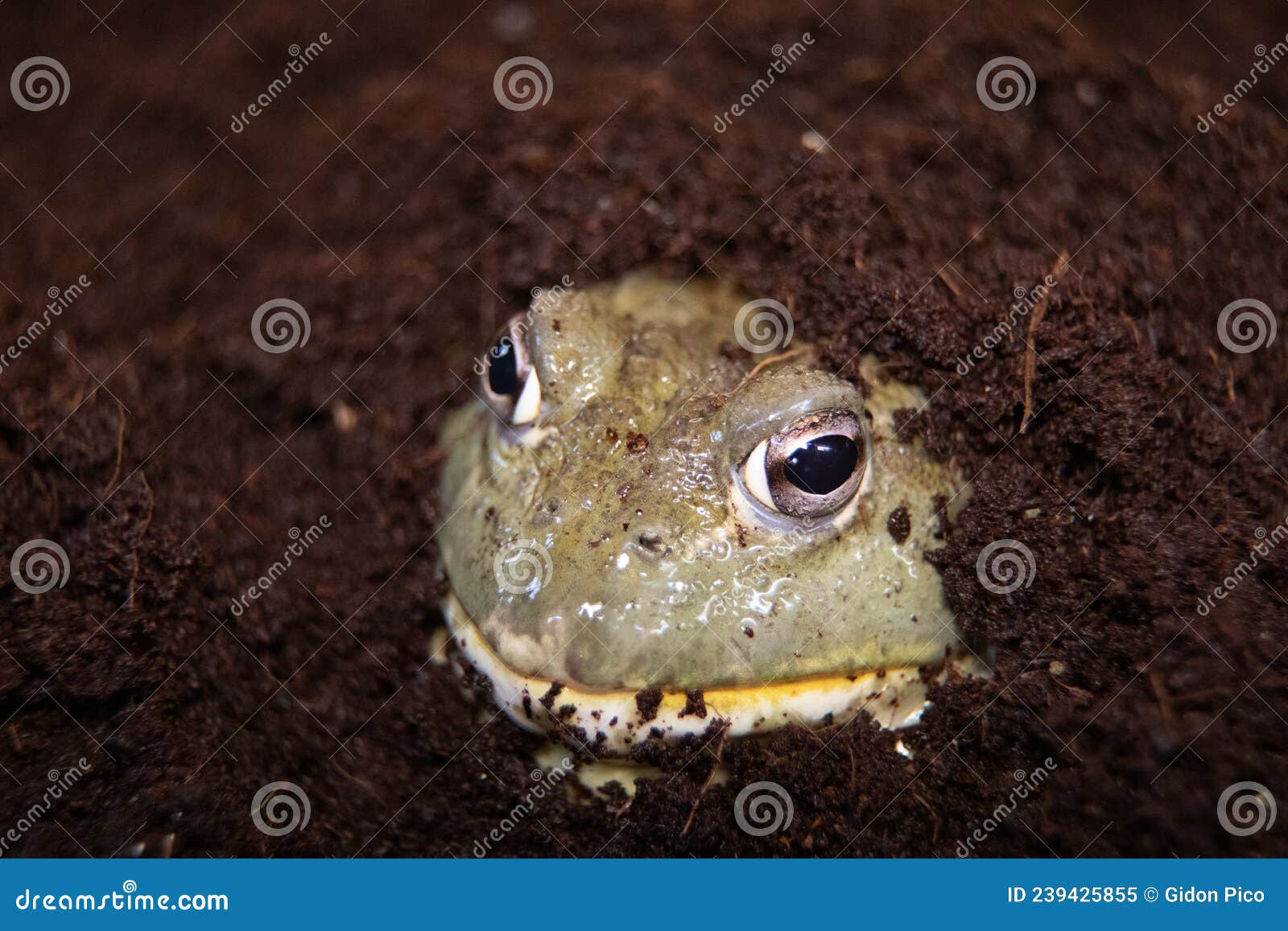 African Bull Frog & X28;Pyxicephalus Adsperus& X29;. Also Known As the ...