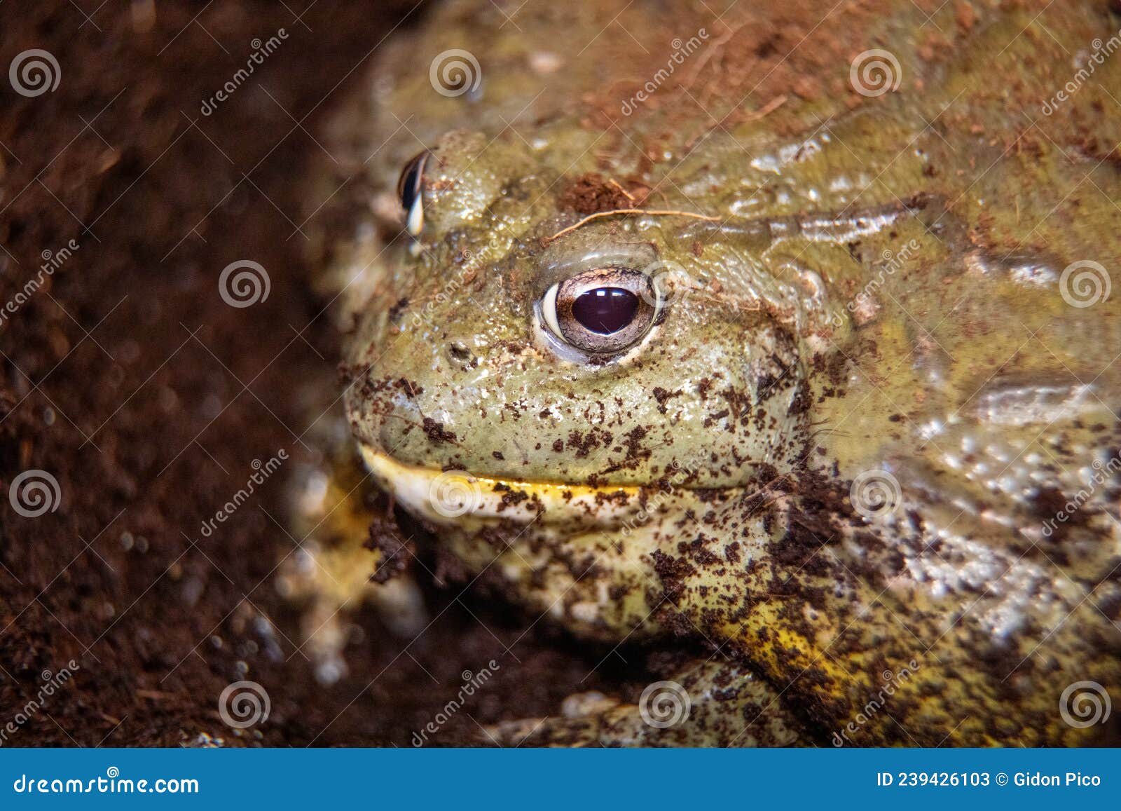 African Bull Frog & X28;Pyxicephalus Adsperus& X29;. Also Known As the ...