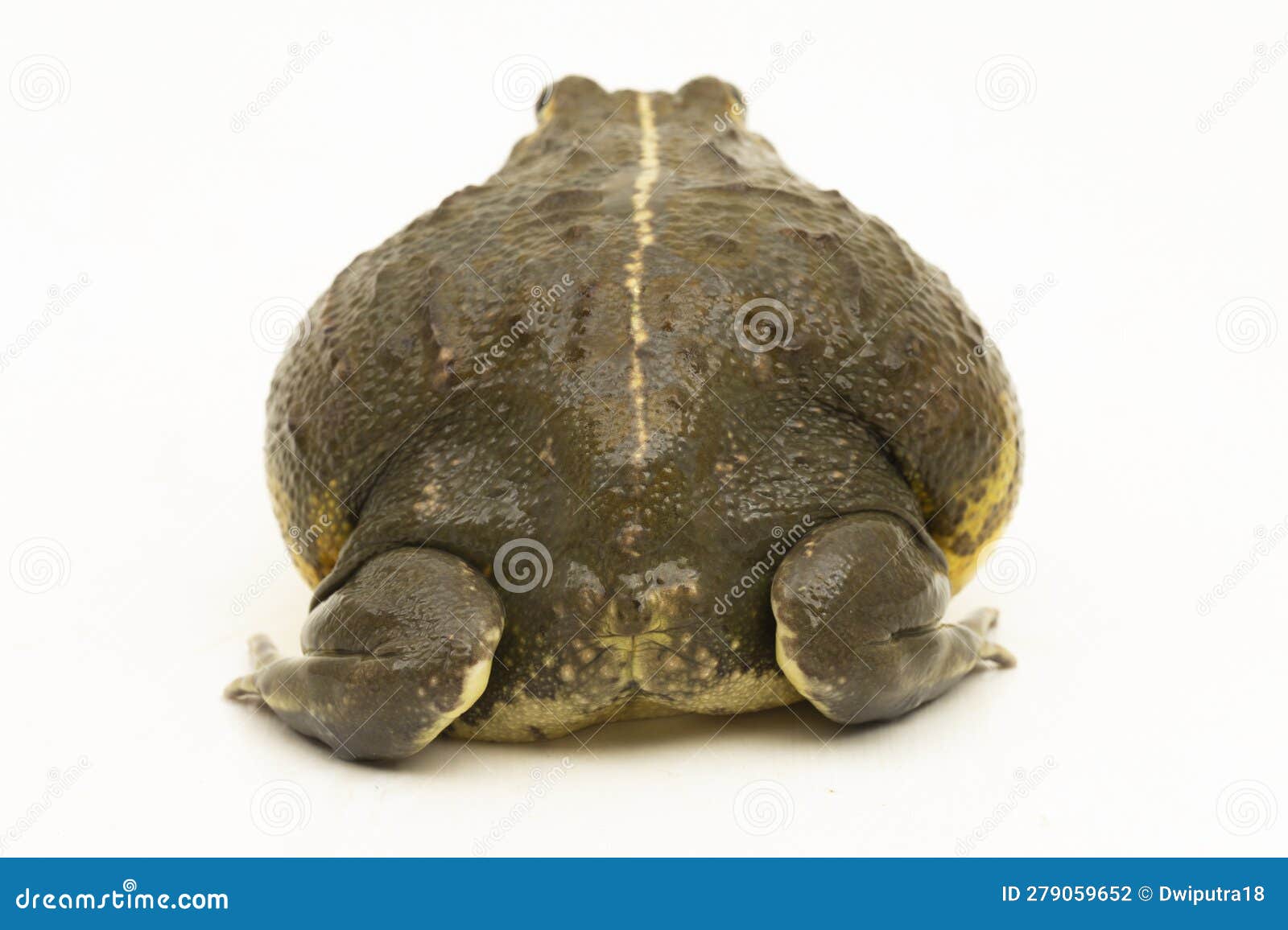 African Bull Frog ( Pyxicephalus Adsperus Edulis) Pixie Frog Isolated ...