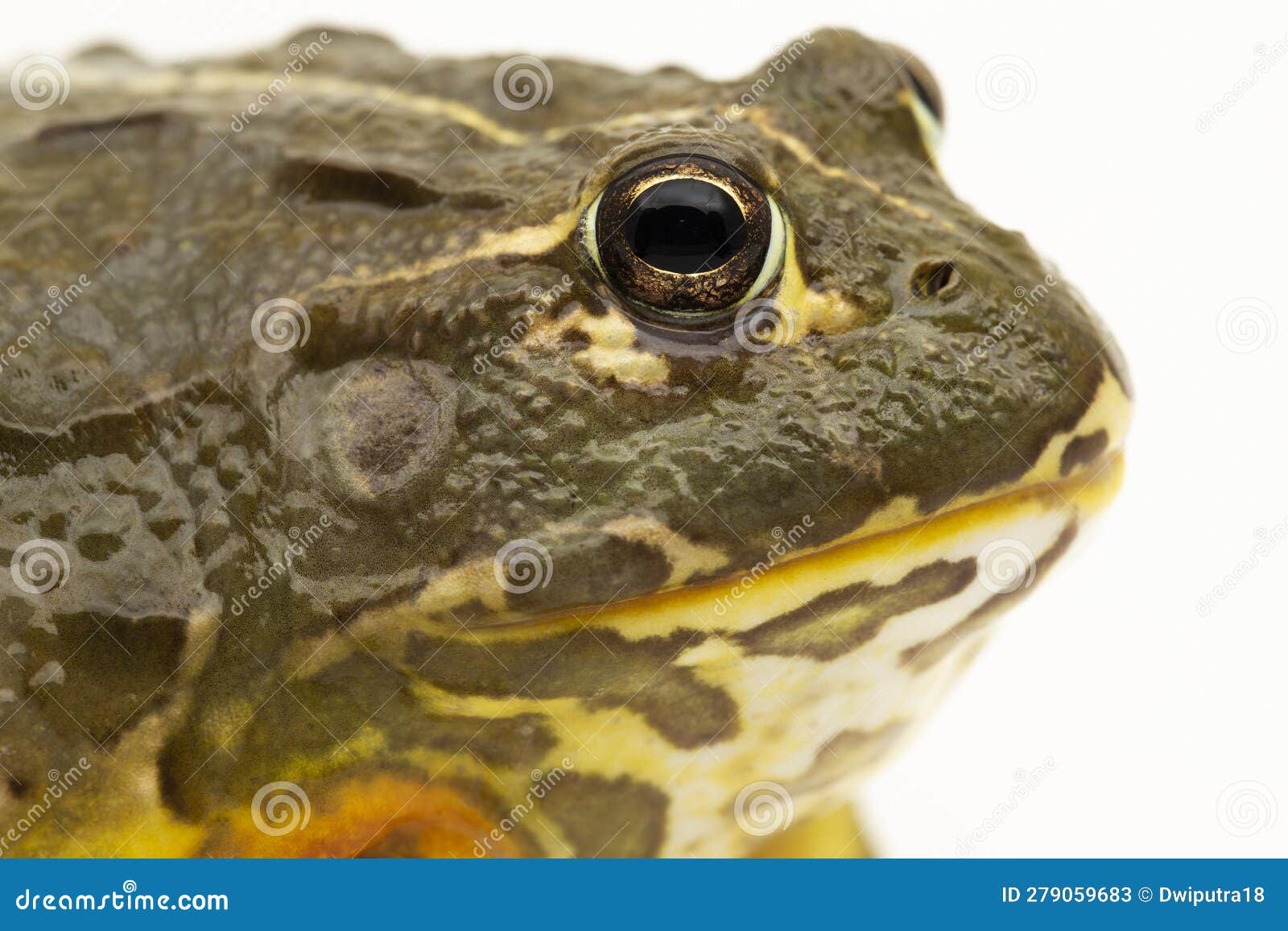 African Bull Frog ( Pyxicephalus Adsperus Edulis) Pixie Frog Isolated ...