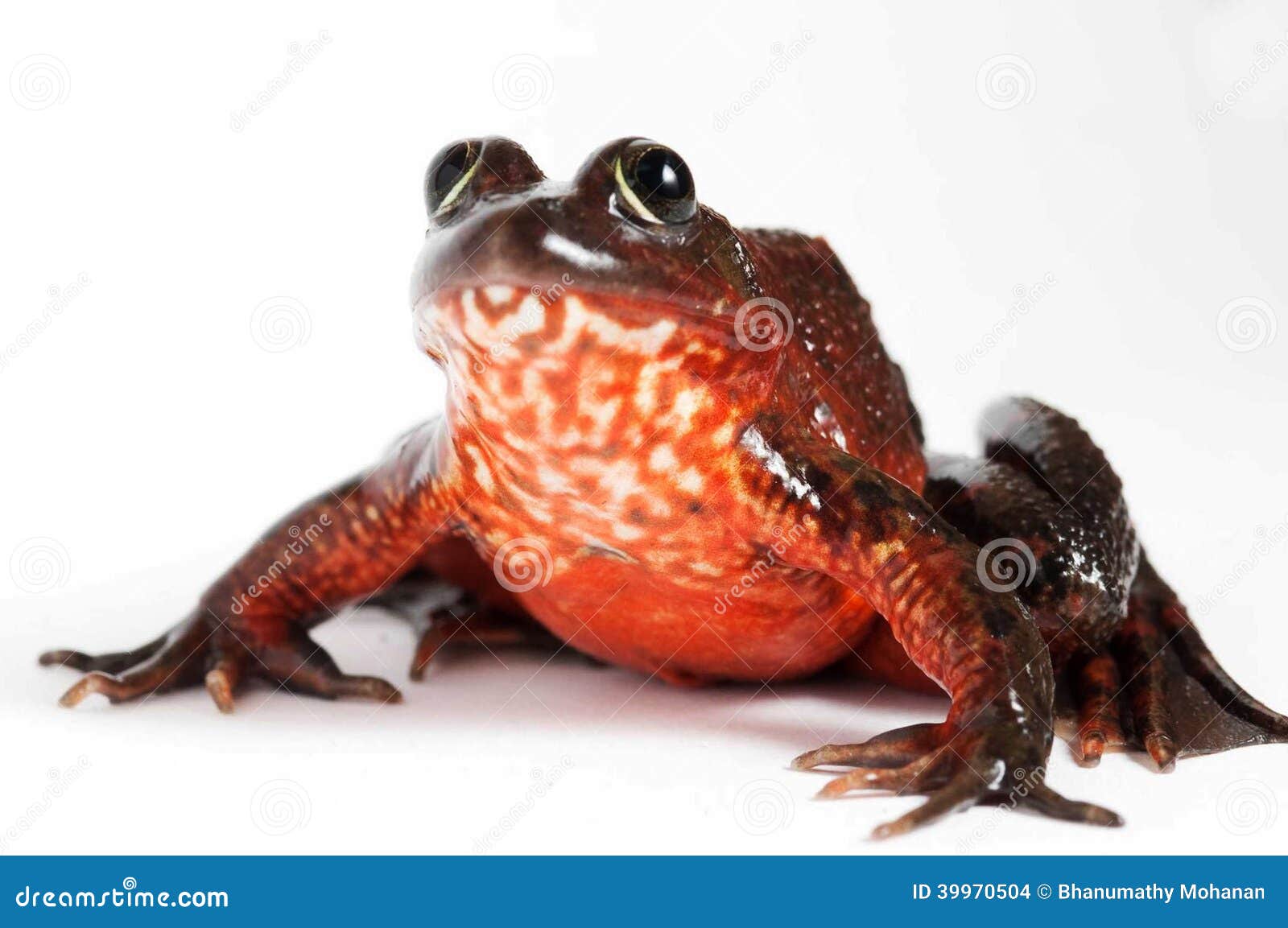 African bull frog stock photo. Image of beautiful, lower - 39970504
