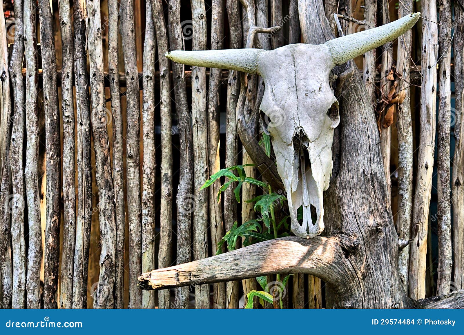 Bull Skull Bone Close Up Texture Background Royalty-Free Stock Image ...
