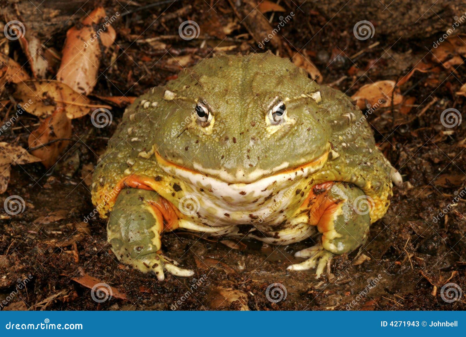 African Bullfrog stock image. Image of large, voracious - 4271943